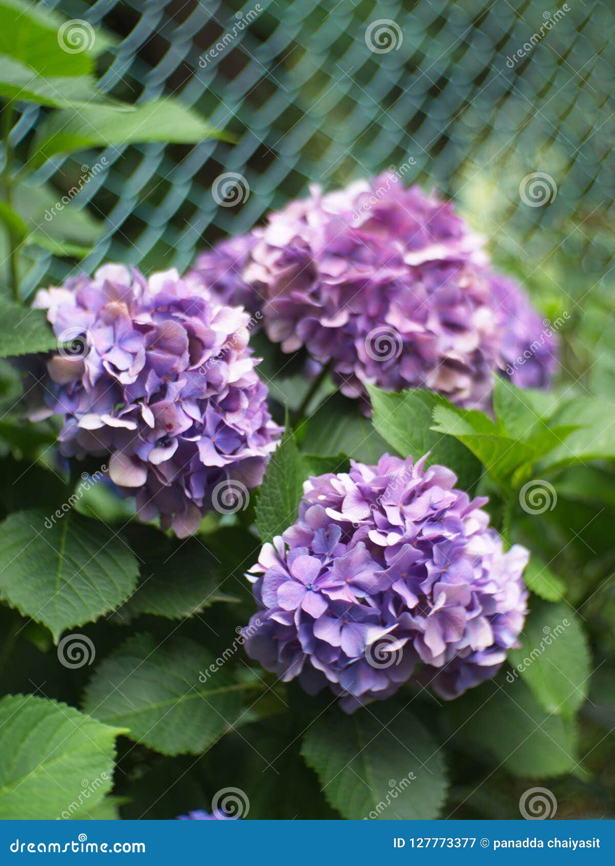 Hydrangea in the Garden, a Bouquet of Hydrangea and Beautiful Fl Stock ...