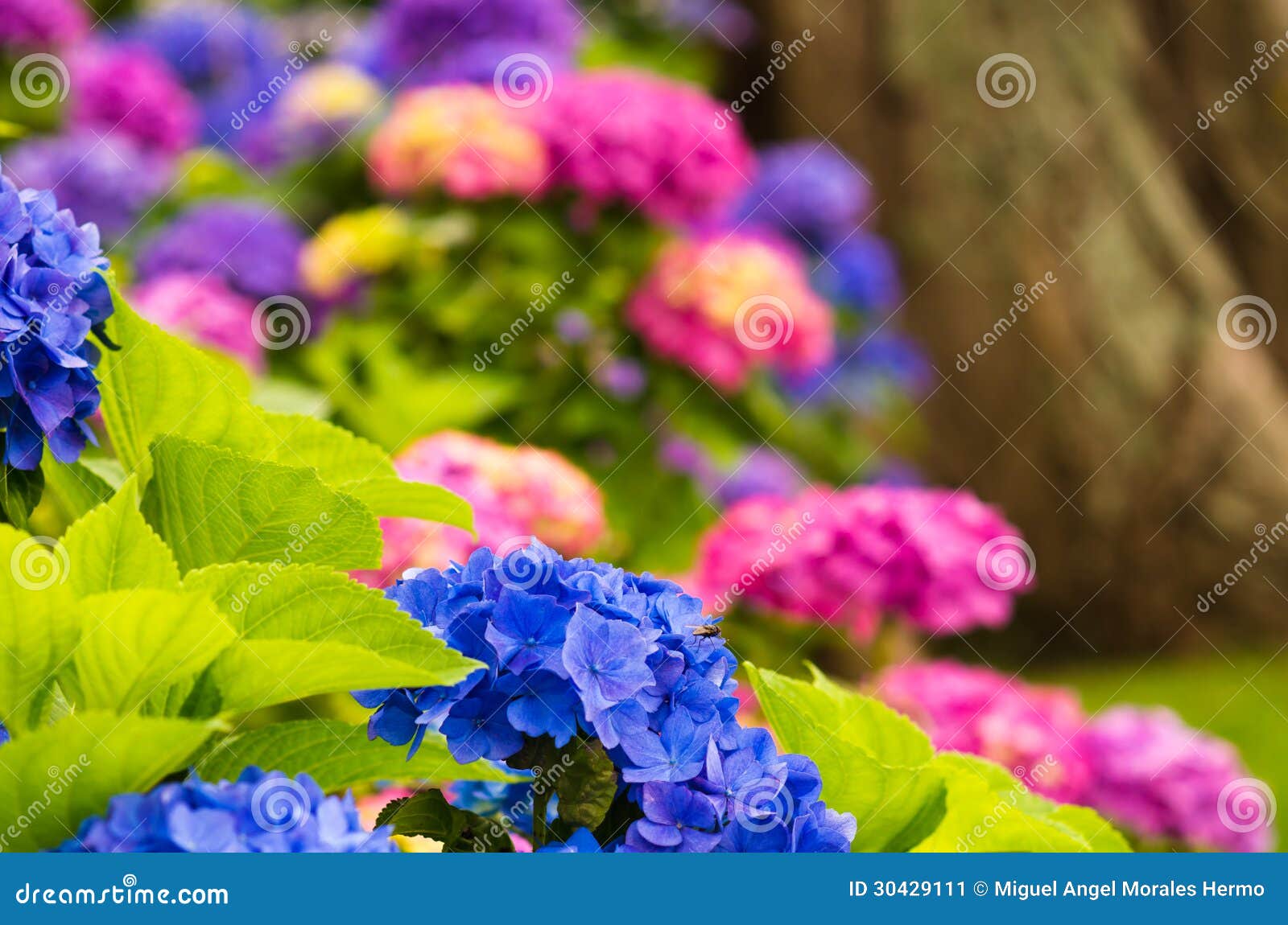 Hydrangea garden stock image. Image of summer, gardening - 30429111