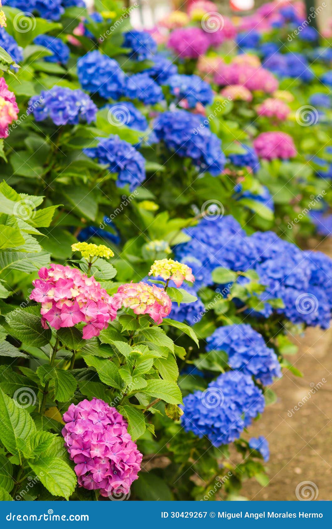 Hydrangea garden stock image. Image of spring, nature - 30429267