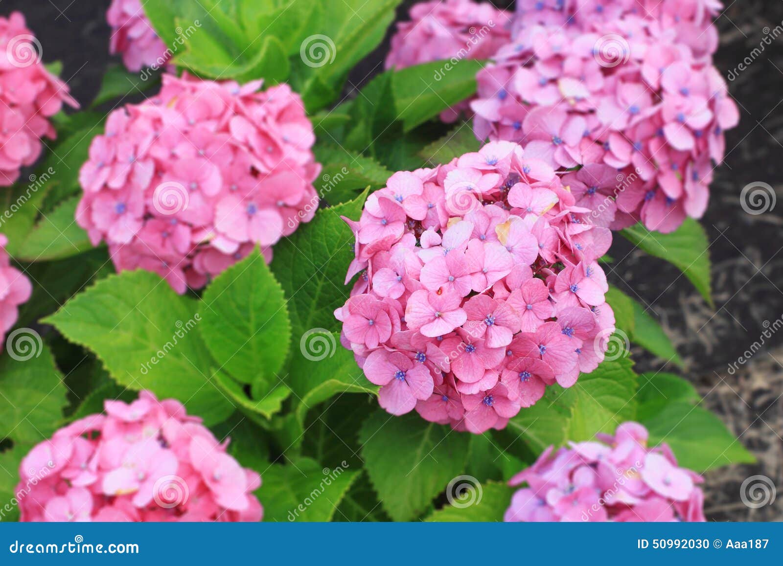 Hydrangea garden in Japan stock photo. Image of leaf - 50992030