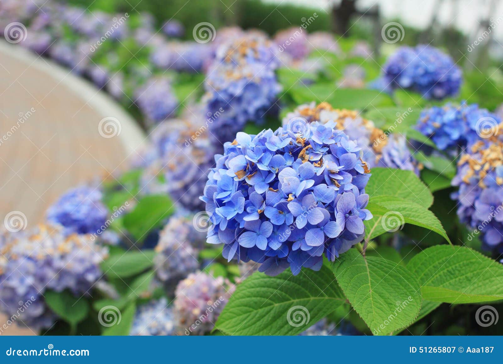 Hydrangea garden in Japan stock image. Image of full - 51265807
