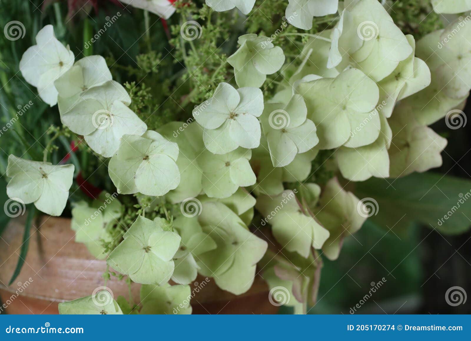 Sepal-Hydrangea Macrophylla Thunb. Ser. Stock Photo | CartoonDealer.com ...