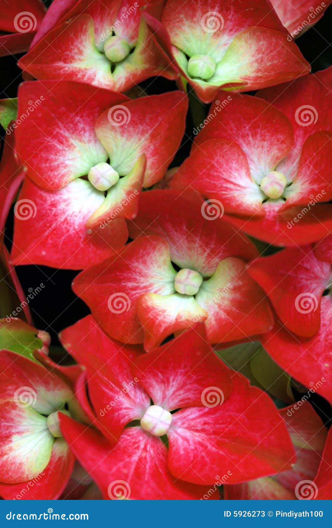 Hydrangea flowers stock image. Image of hope, smile, plants - 5926273