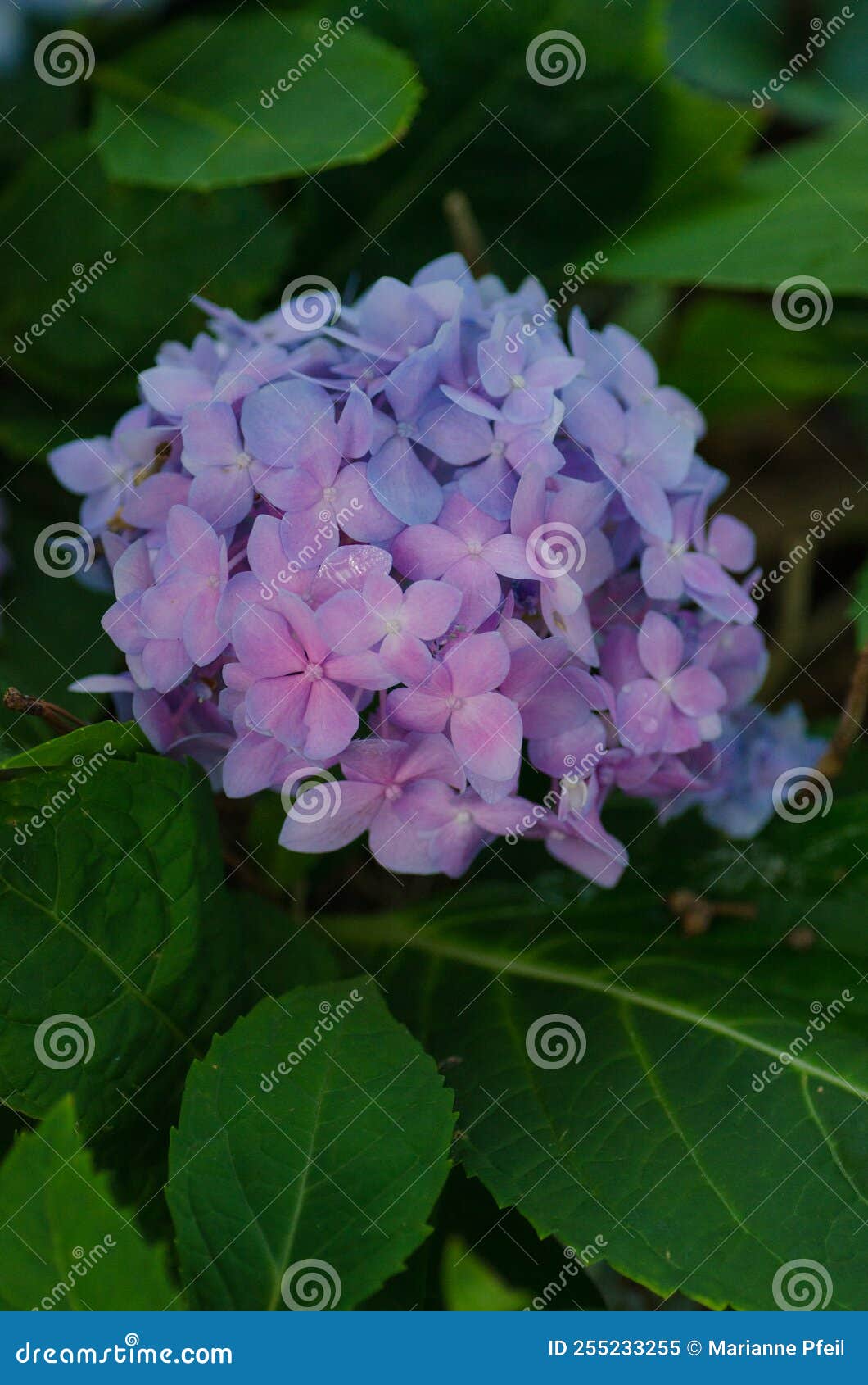 Hydrangea Growing in the Shade. Stock Image - Image of botany, growing ...