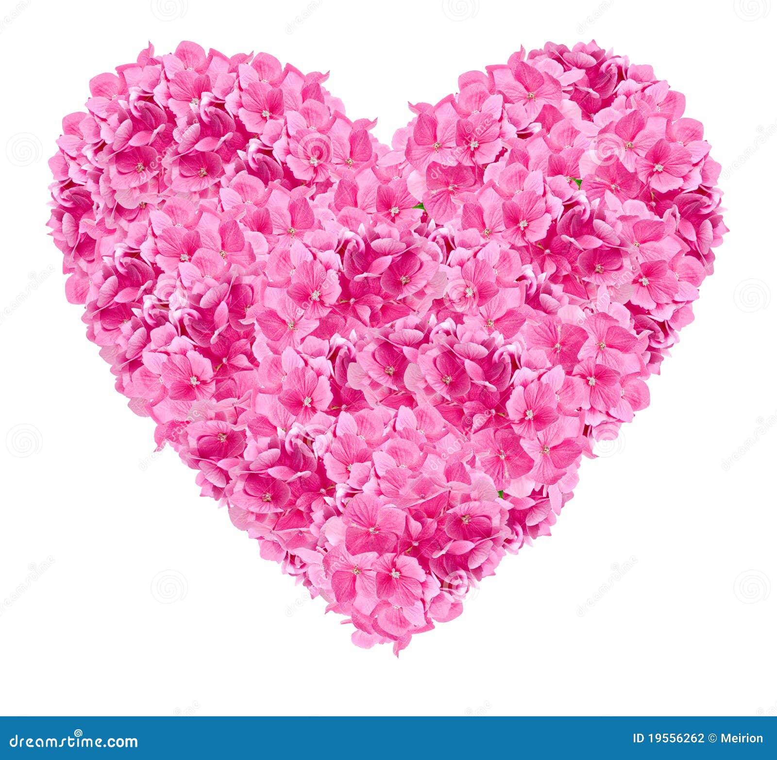 Hydrangea heart stock photo. Image of hydrangea, flower - 19556262
