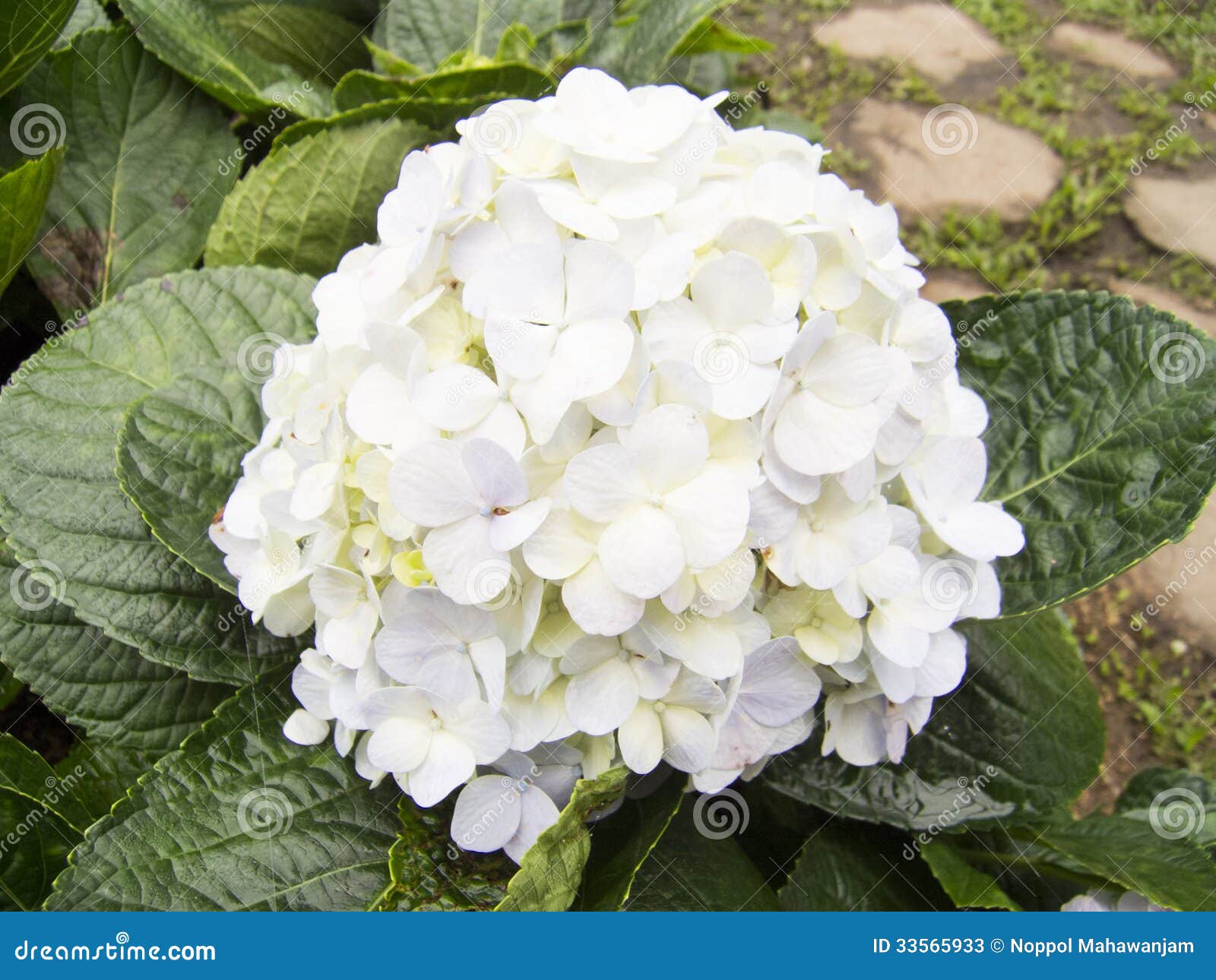 Hydrangea or Hortensia Flower Stock Image - Image of bush, color: 33565933