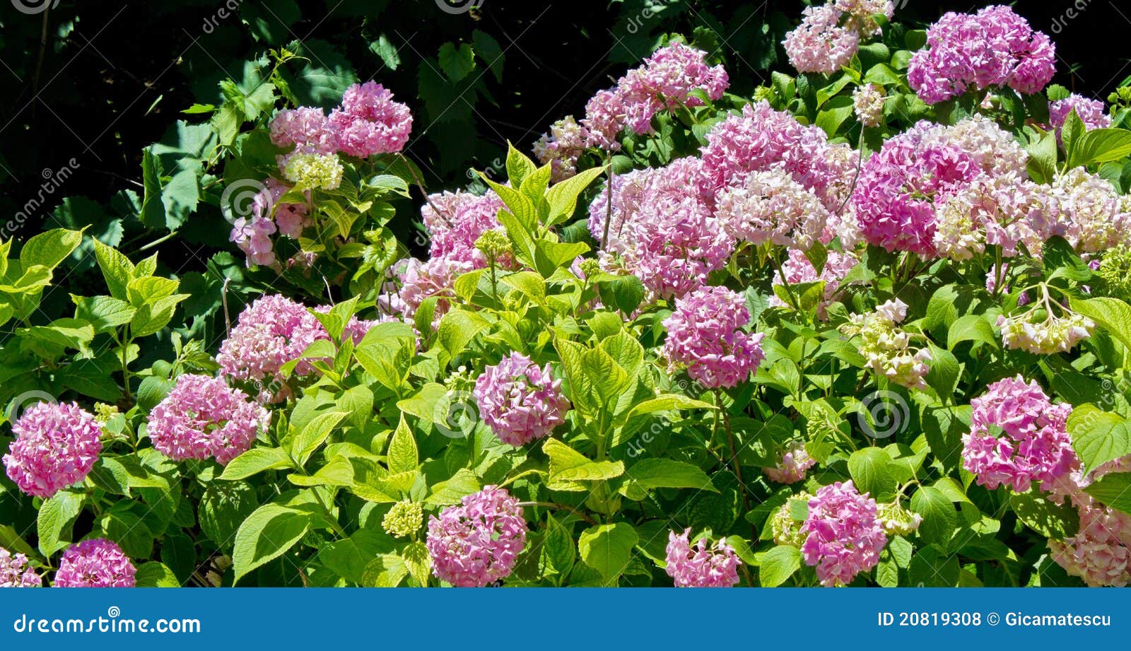 Hydrangea Hortensis Bush Stock Photo | CartoonDealer.com #49334958
