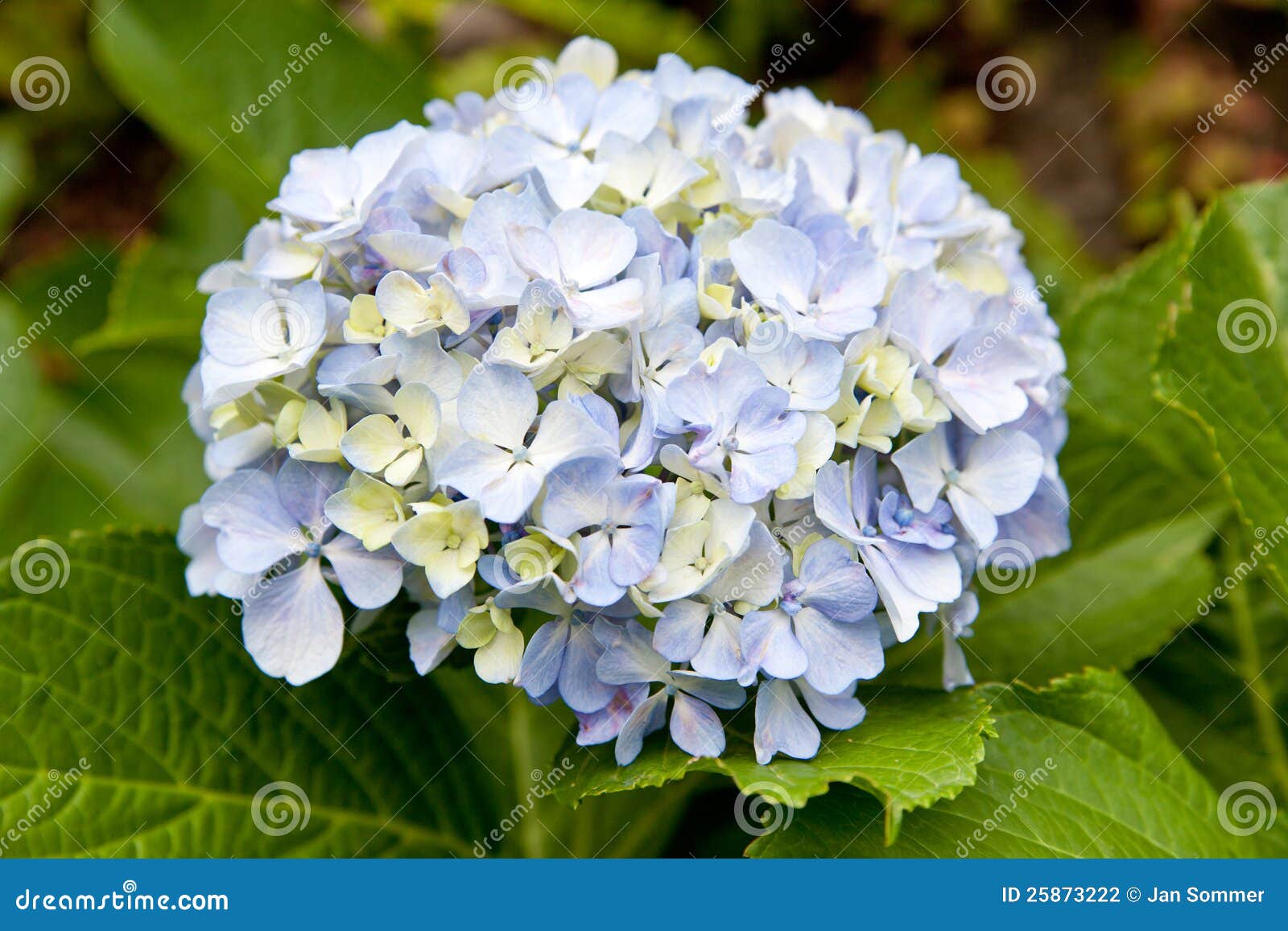 Hydrangea - Hortensius Hydrangea Stock Photo - Image of blue, wild ...