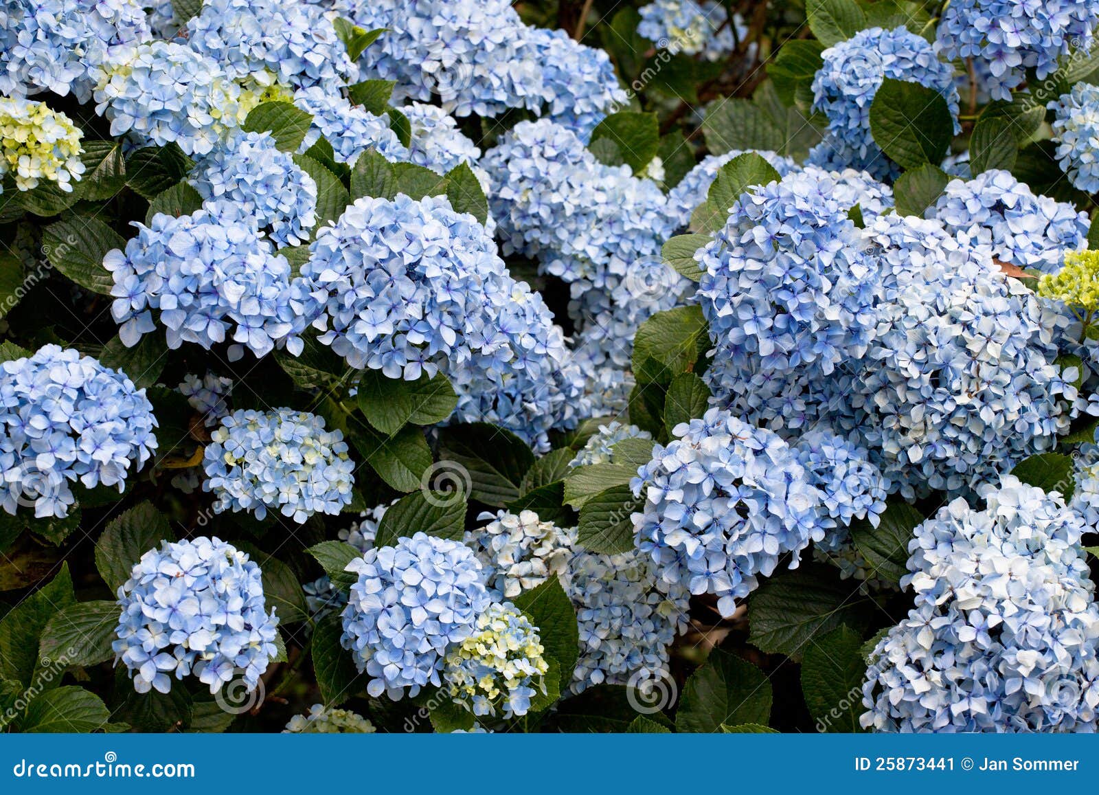 Hydrangea - Hortensius Hydrangea Stock Image - Image of blue, canary ...