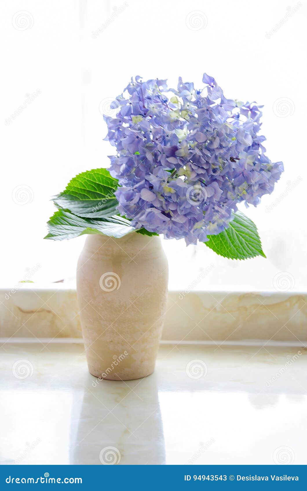 Hydrangea stock image. Image of backlight, huge, blue - 94943543