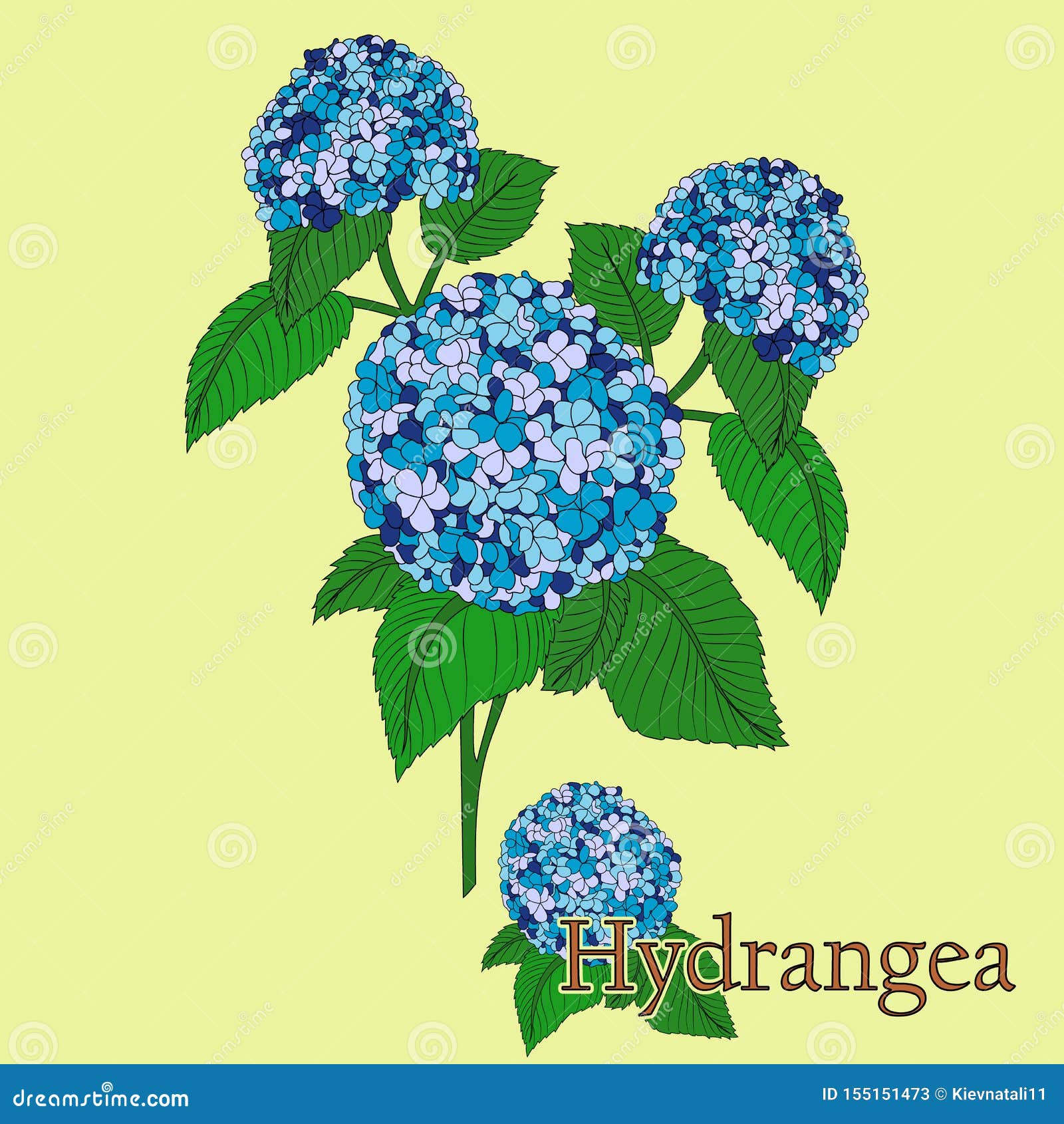 Hydrangea. Illustration of a Plant in a Vector with Flowers for Use in ...