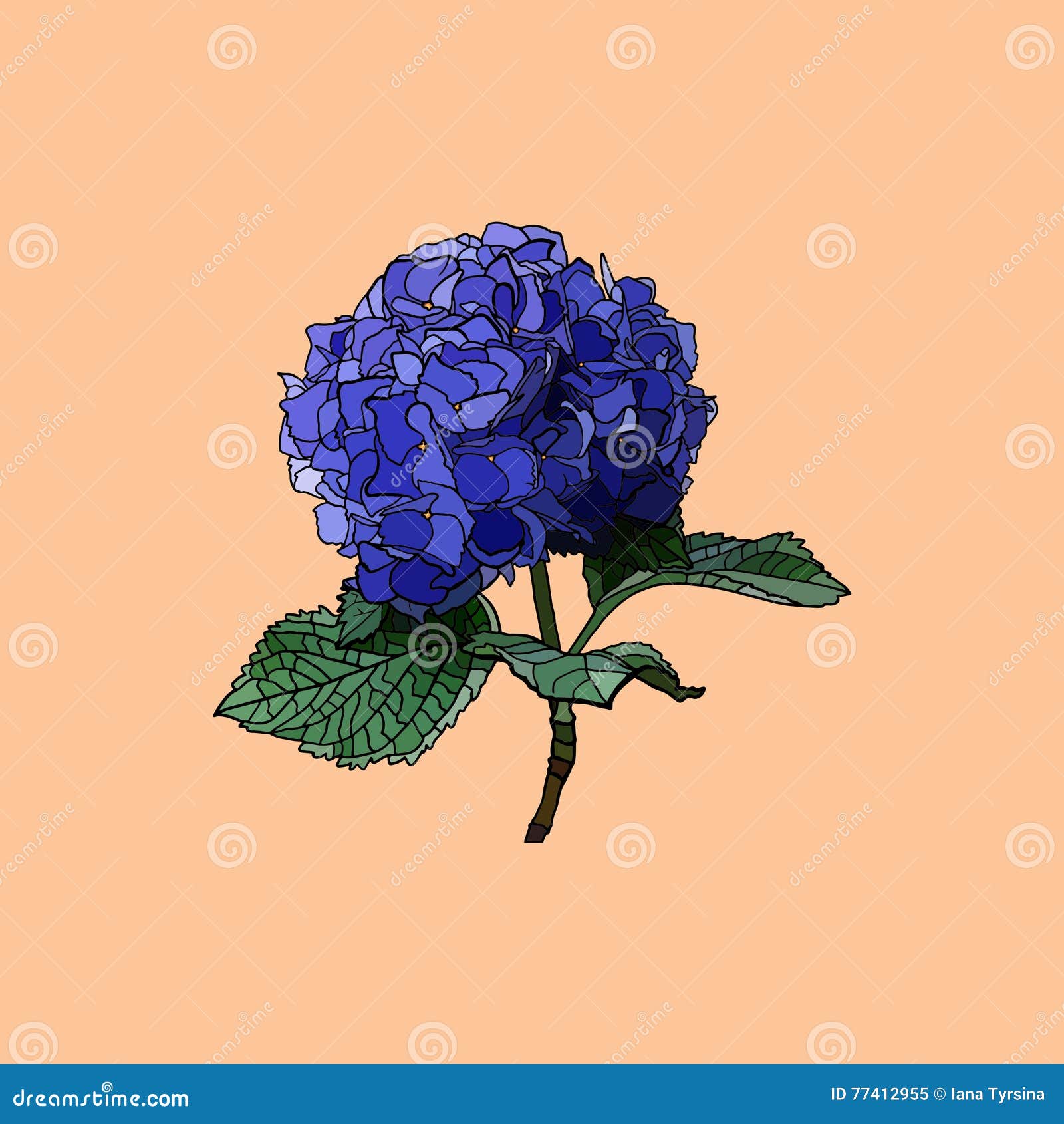 Hydrangea, illustration stock illustration. Illustration of flora ...