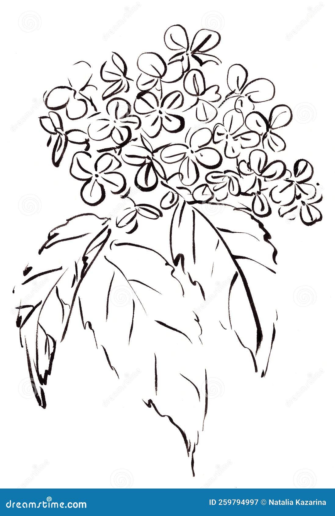 Hydrangea. Hydrangea Inflorescence, Garden Plant - Vector Line Art ...