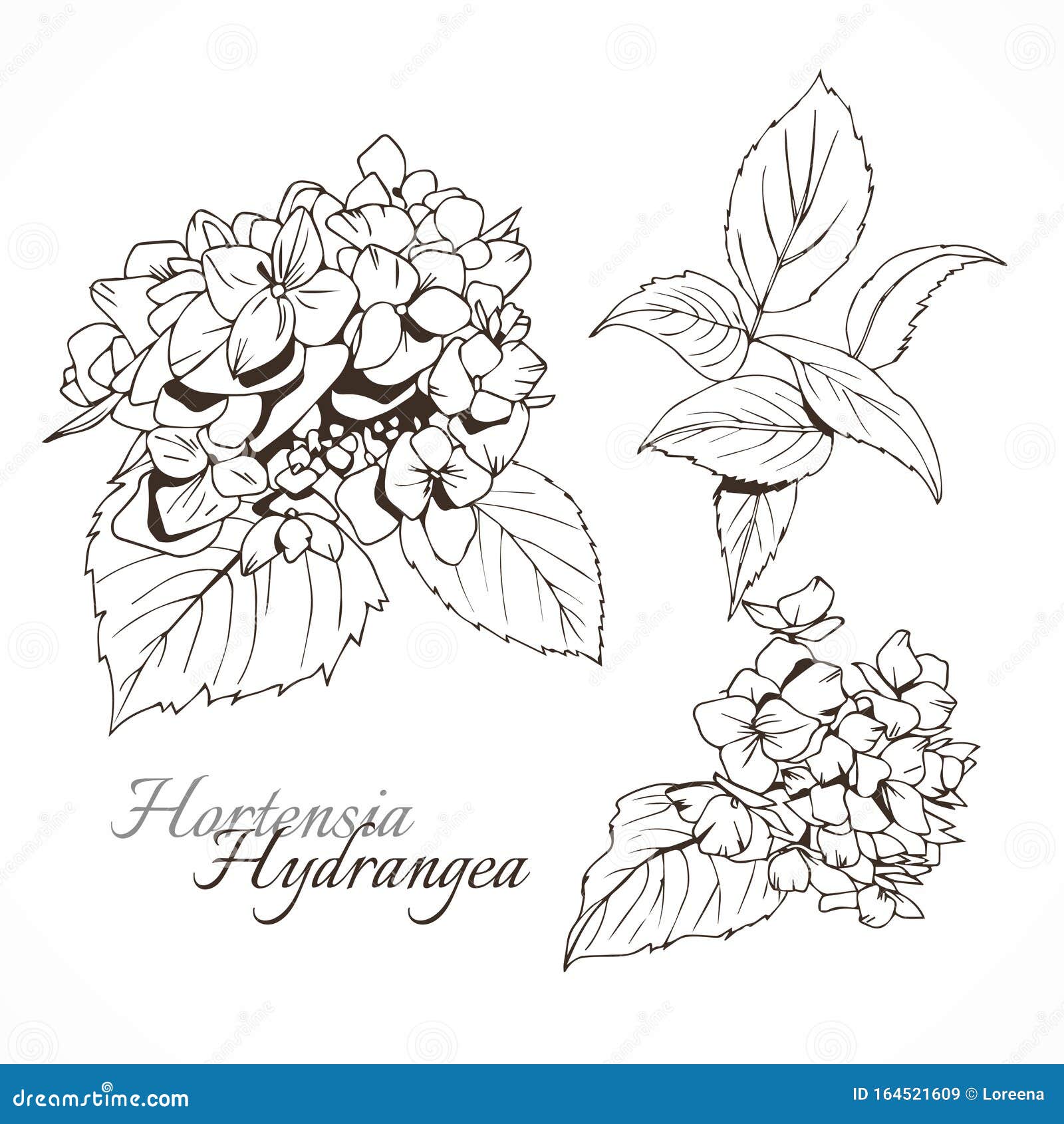 Hydrangea Ink Image, Botanical Vector Hand Drawing Stock Vector ...
