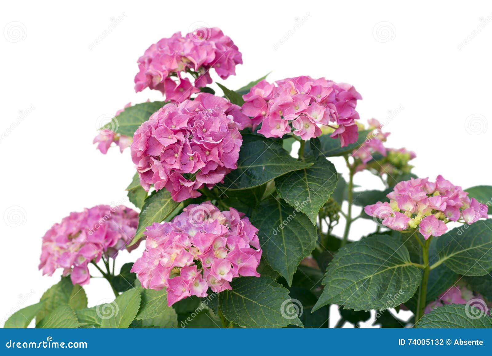 Hydrangea isolated stock photo. Image of isolated, gift - 74005132