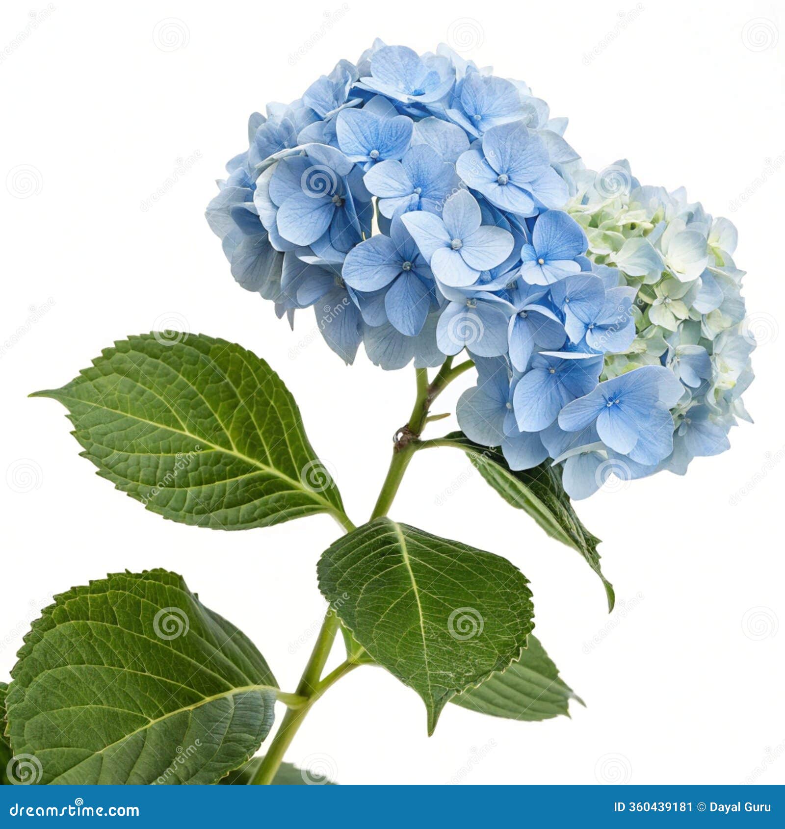 Hydrangea Isolated on Transparent Background Stock Illustration ...
