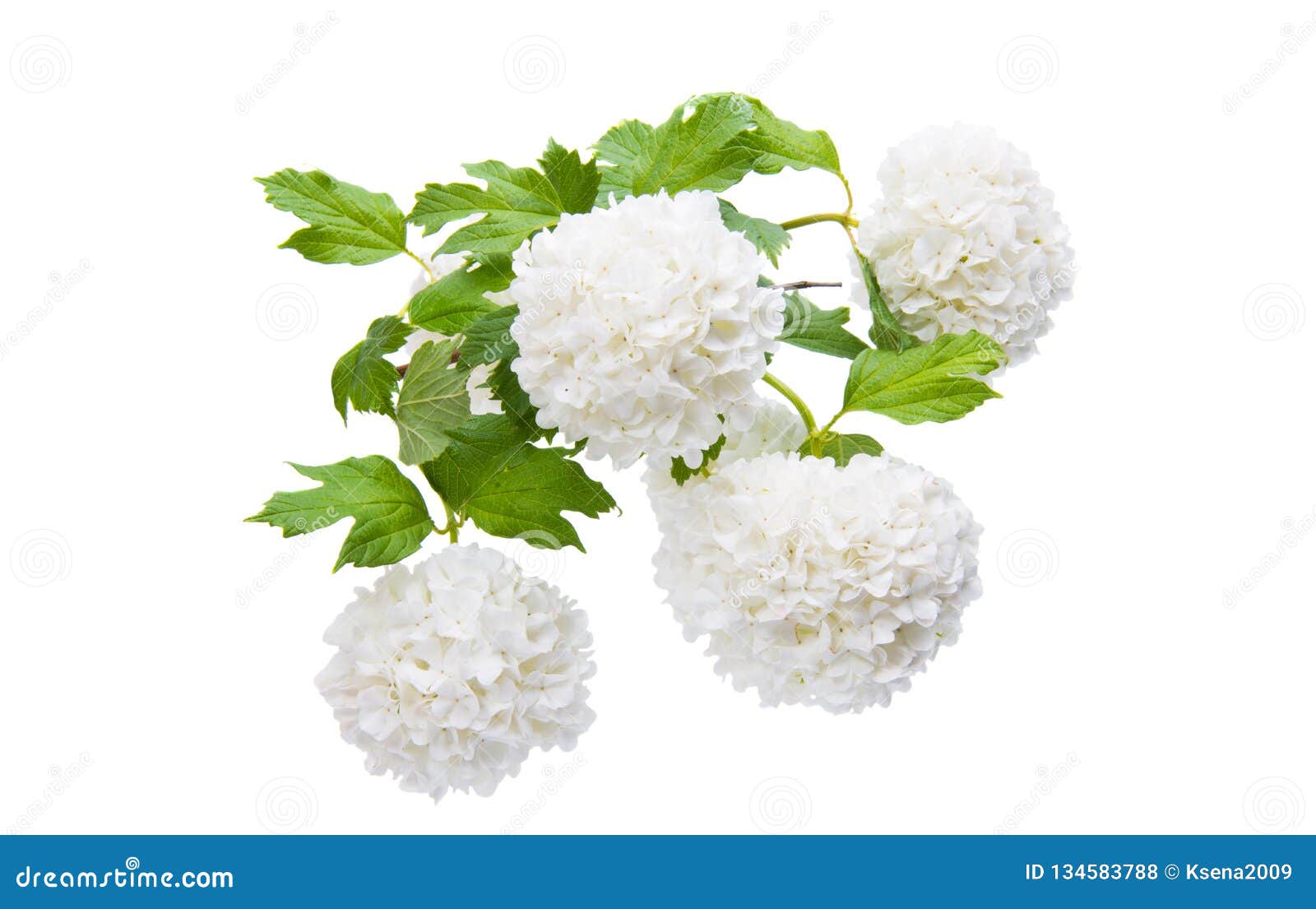Hydrangea isolated stock photo. Image of background - 134583788