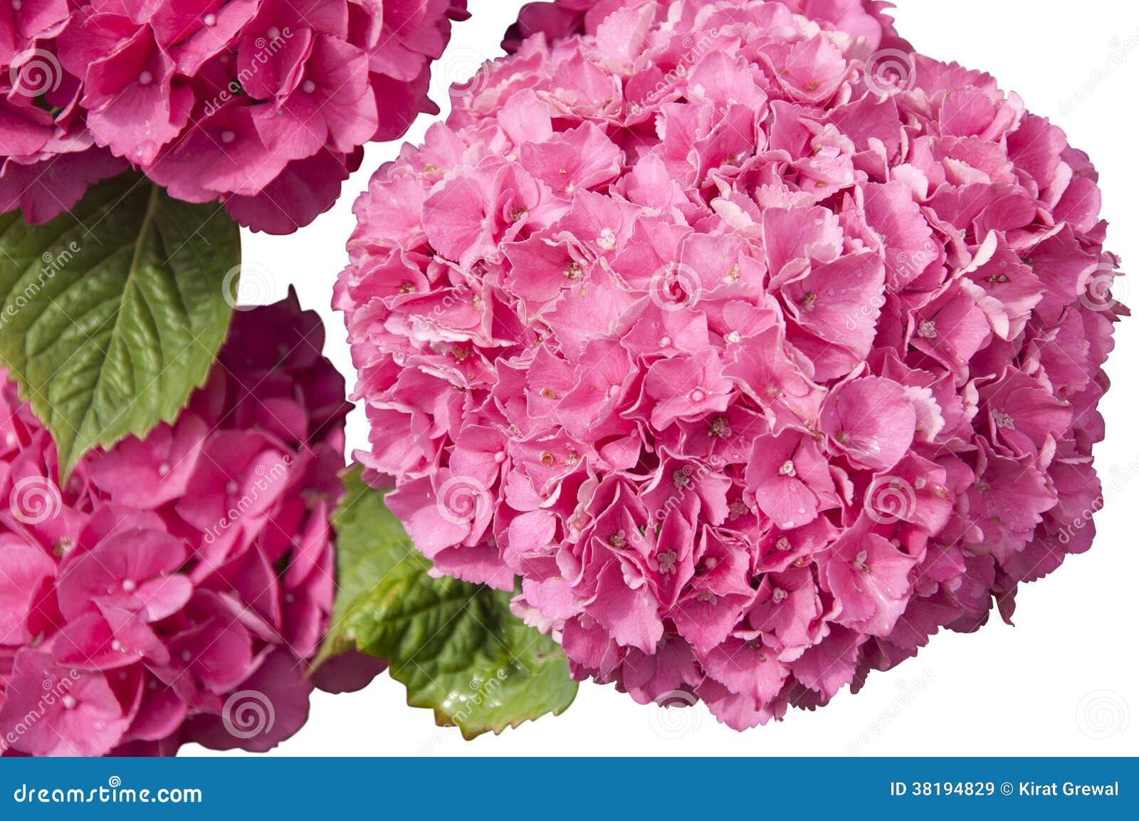 Hydrangea Isolated on White Stock Image - Image of colour, bloom: 38194829