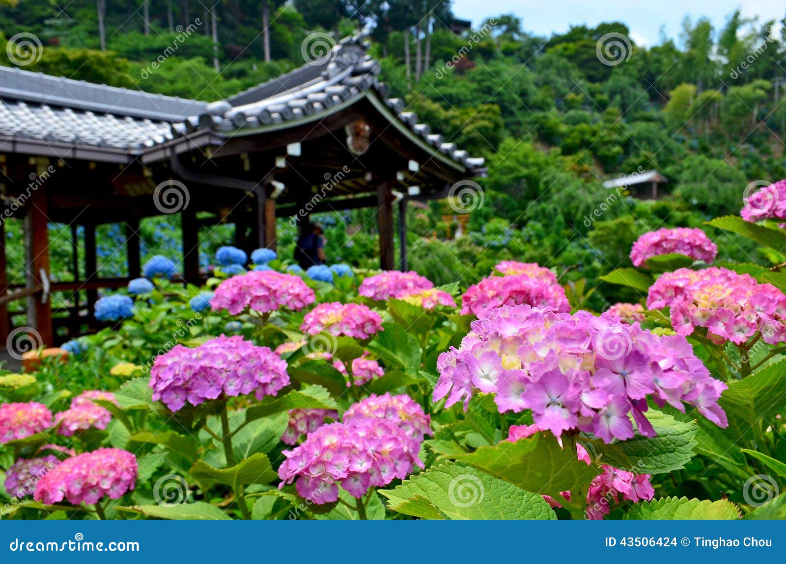 Hydrangea, Japanese temple stock photo. Image of hydrangea - 43506424