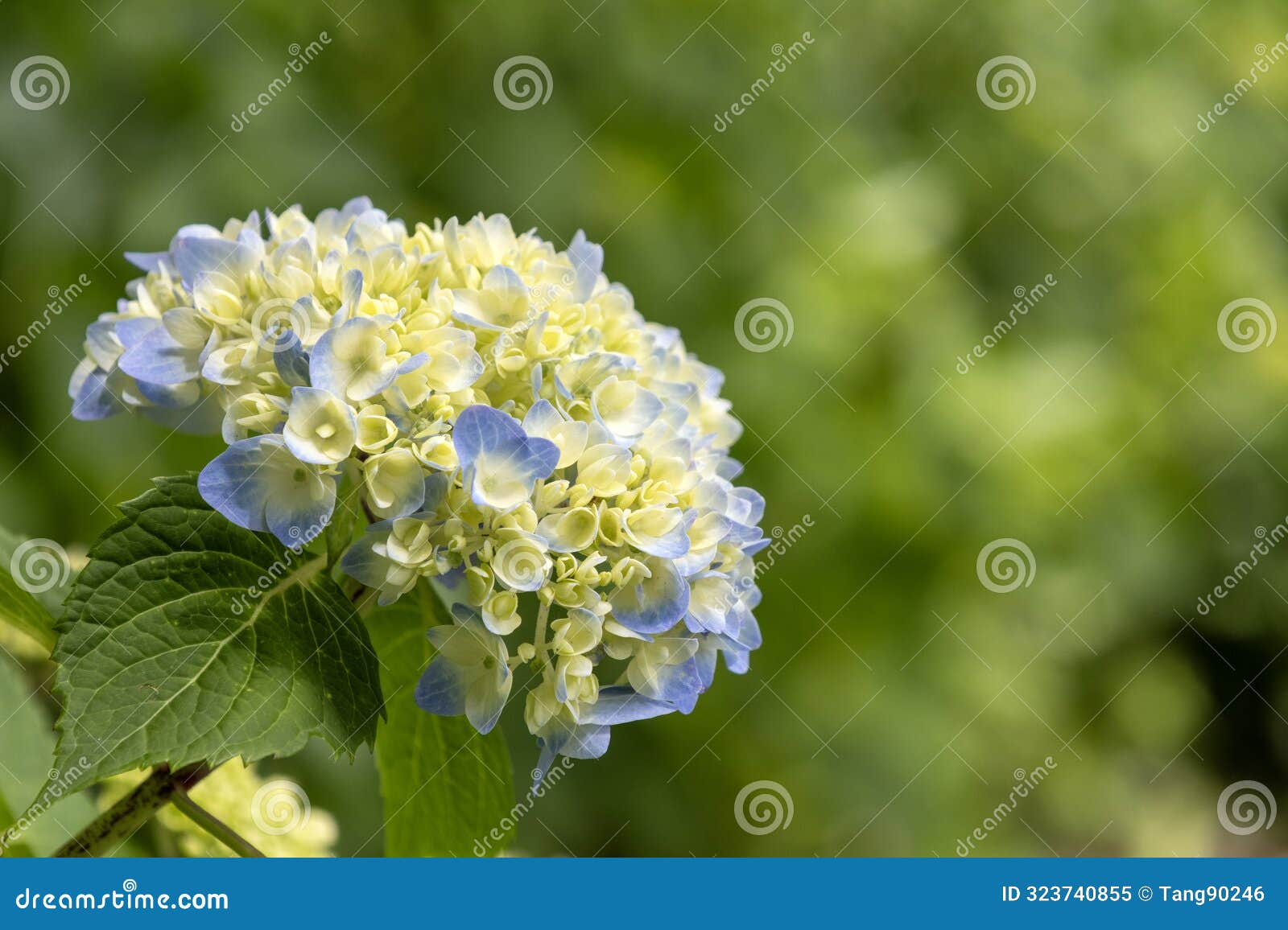 Hydrangea in Japanese Temple, Kamakura Stock Image - Image of blue ...