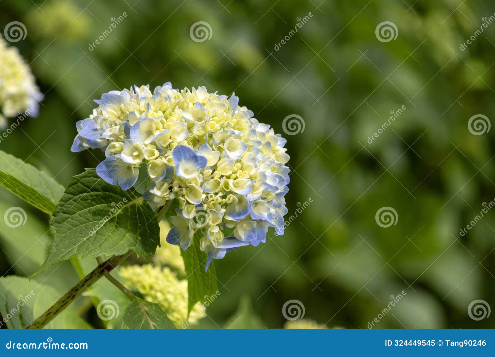 Hydrangea in Japanese Temple, Kamakura Stock Image - Image of season ...