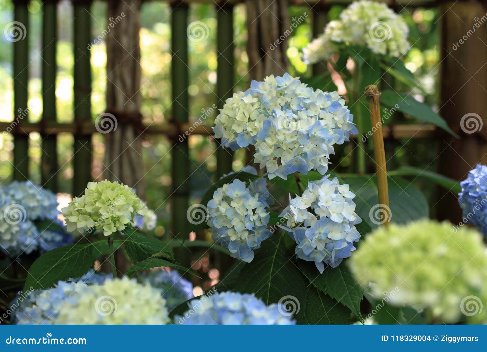 Hydrangea in Kamakura, Kanagawa Stock Photo - Image of green, rainy ...