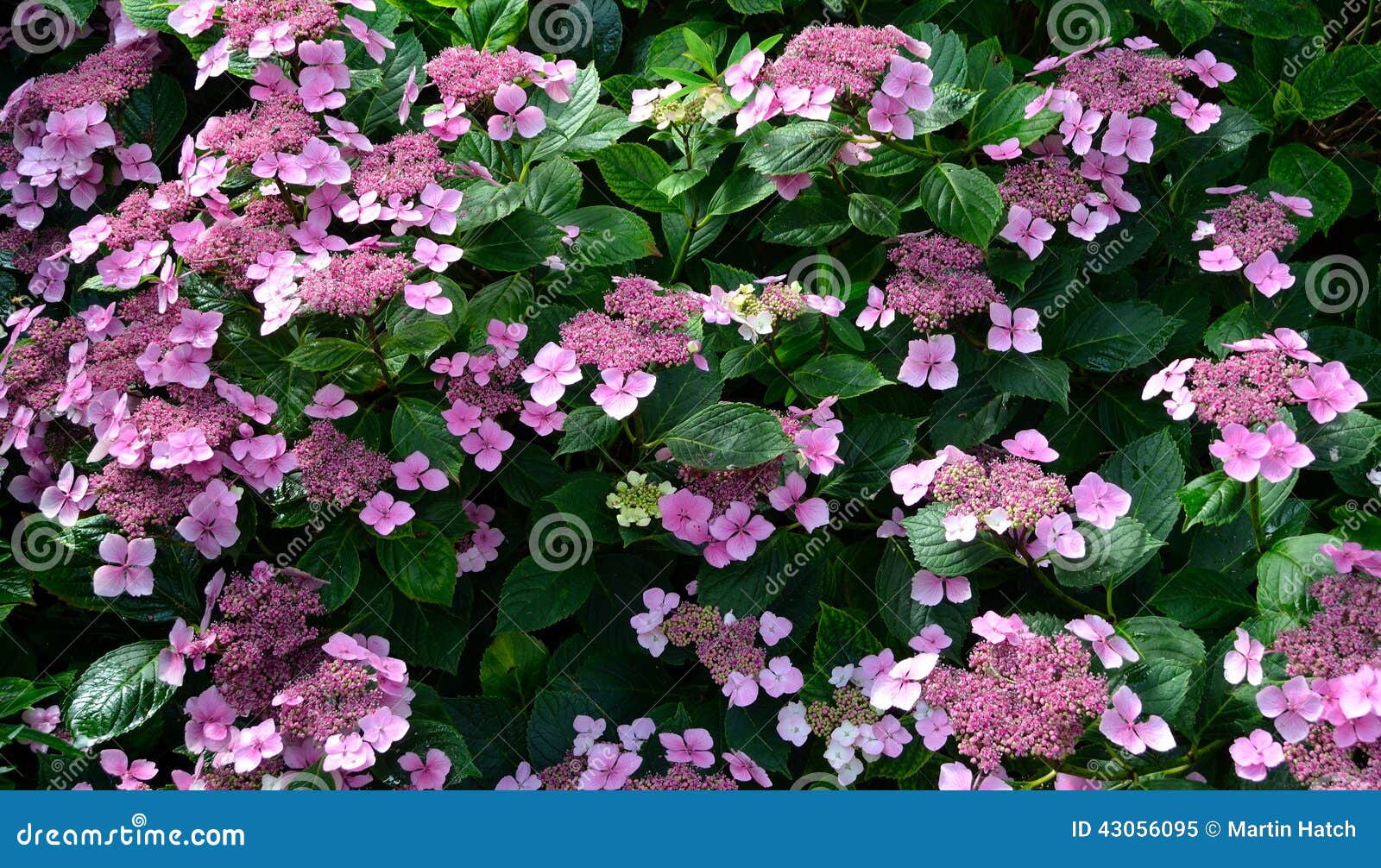 Hydrangea Lacecap stock image. Image of horizontal, petals - 43056095