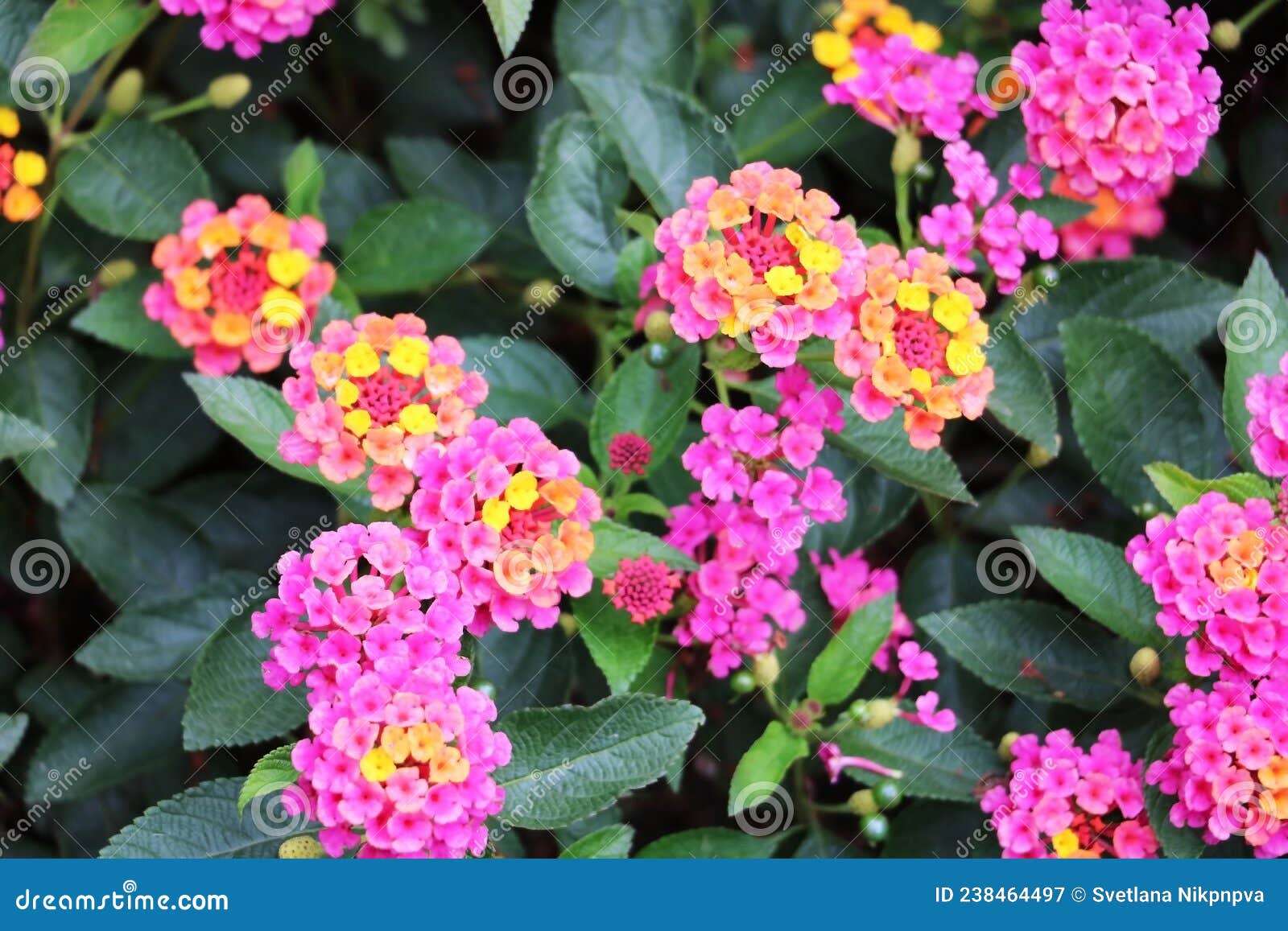 Hydrangea Large Leaved Candy Stock Image - Image of flower, tenderness ...
