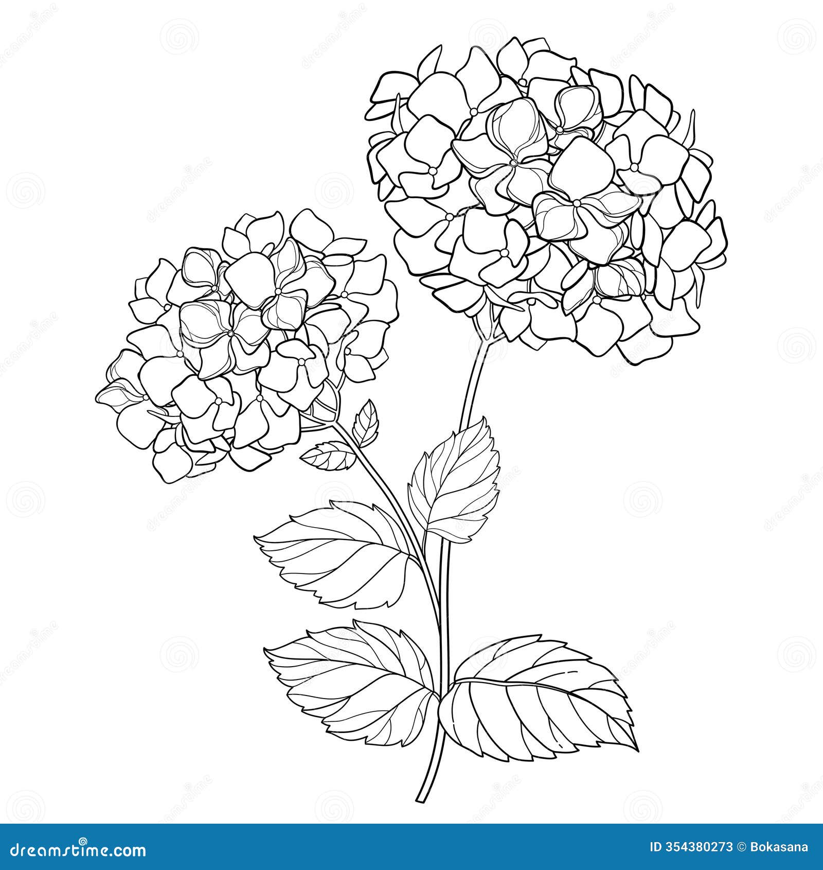Branch with Outline Hydrangea or Hortensia Flowers and Leaves in Black ...