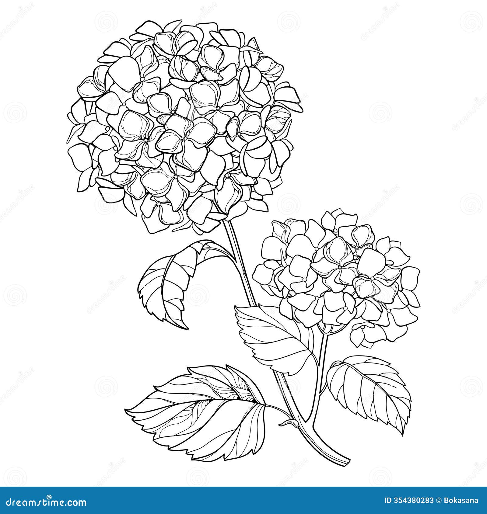 Outline Hydrangea or Hortensia Flowers and Ornate Leaves in Black ...