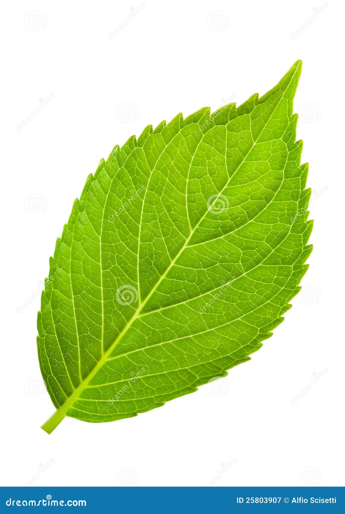 Hydrangea leaf stock image. Image of nature, venied, veins - 25803907