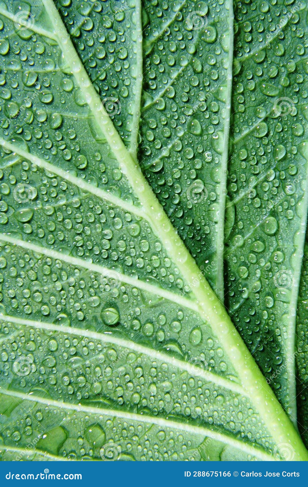 Hydrangea Leaf, Deciduous Shrub with Marked Veins Decorated with Dew ...