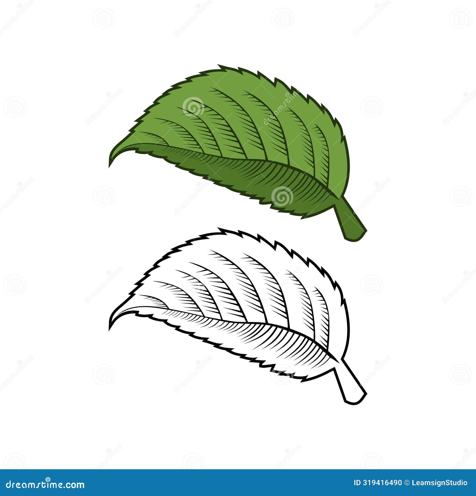 Hydrangea Leaf, Plant - Vector Linear Picture For Coloring. Outline ...