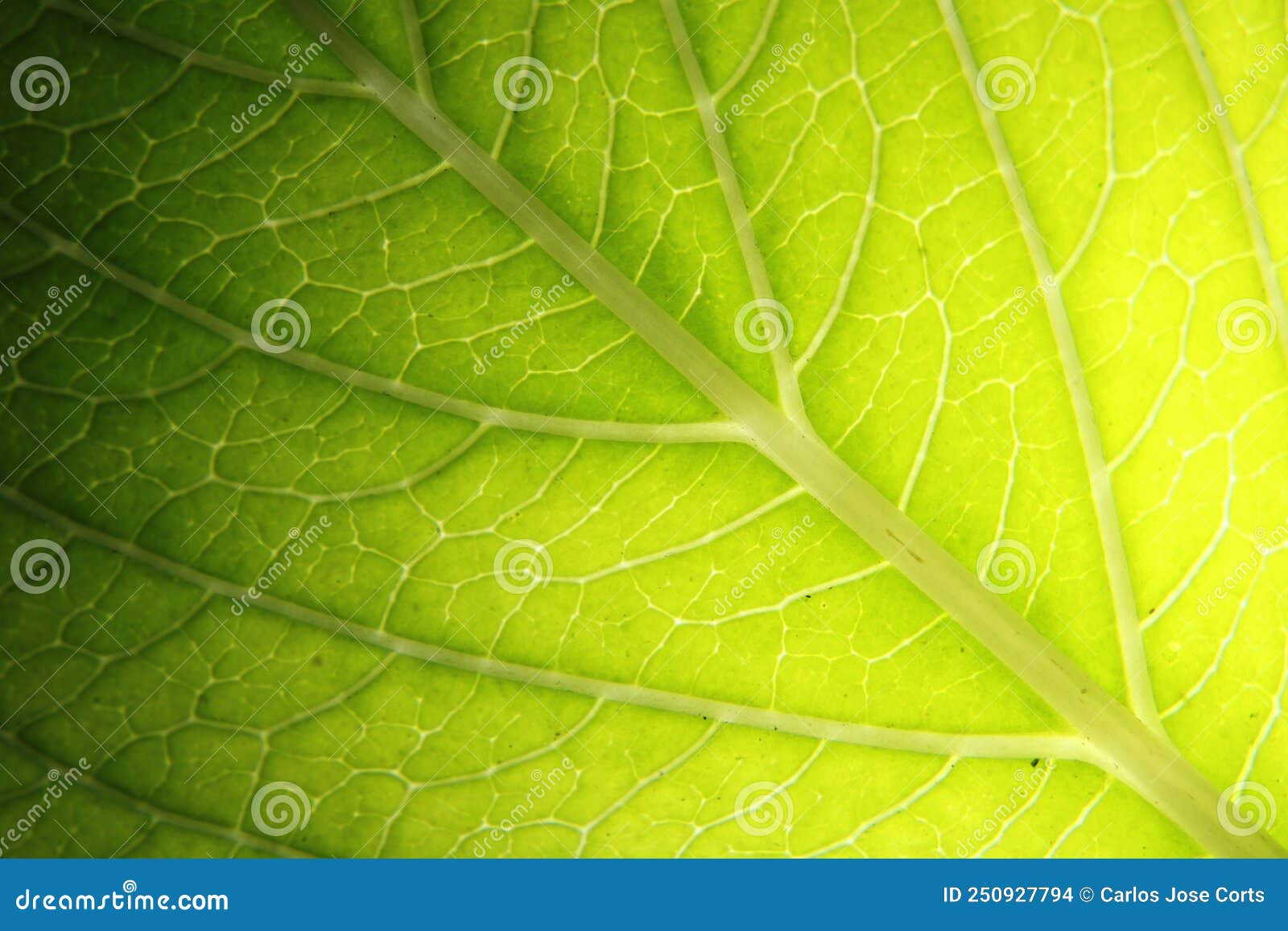 Hydrangea Leaf with Vein Texture Stock Photo - Image of line, ovaladas ...