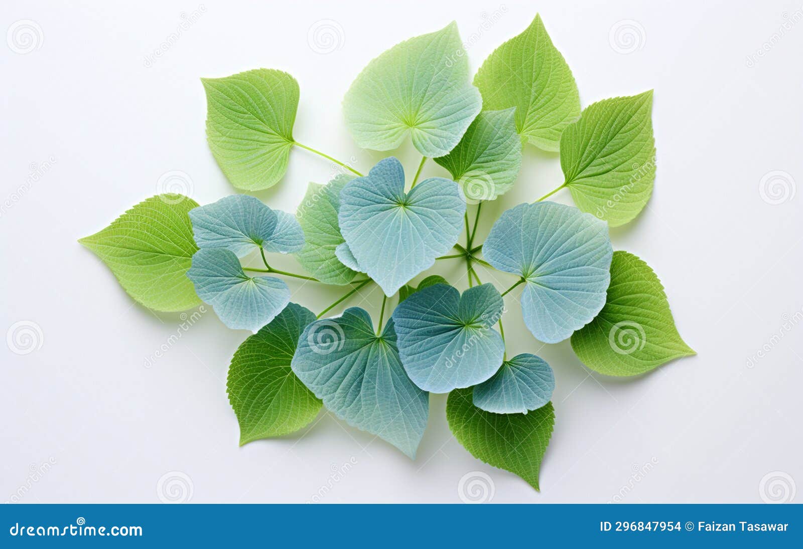 Hydrangea Leaf, Plant - Vector Linear Picture For Coloring. Outline ...