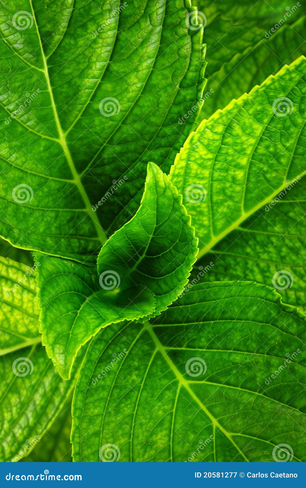 Hydrangea leaves stock image. Image of fresh, morning - 20581277