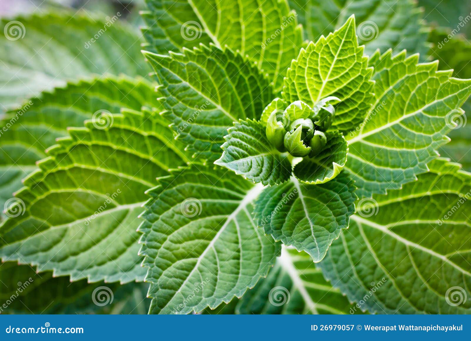 File:Hydrangea leaves.jpg Wikipedia - Hydrangea