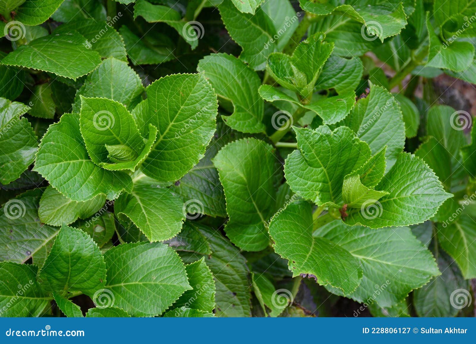 Hydrangea Leaves, Leaves are Thick, Shiny and Heart-shaped Stock Image ...