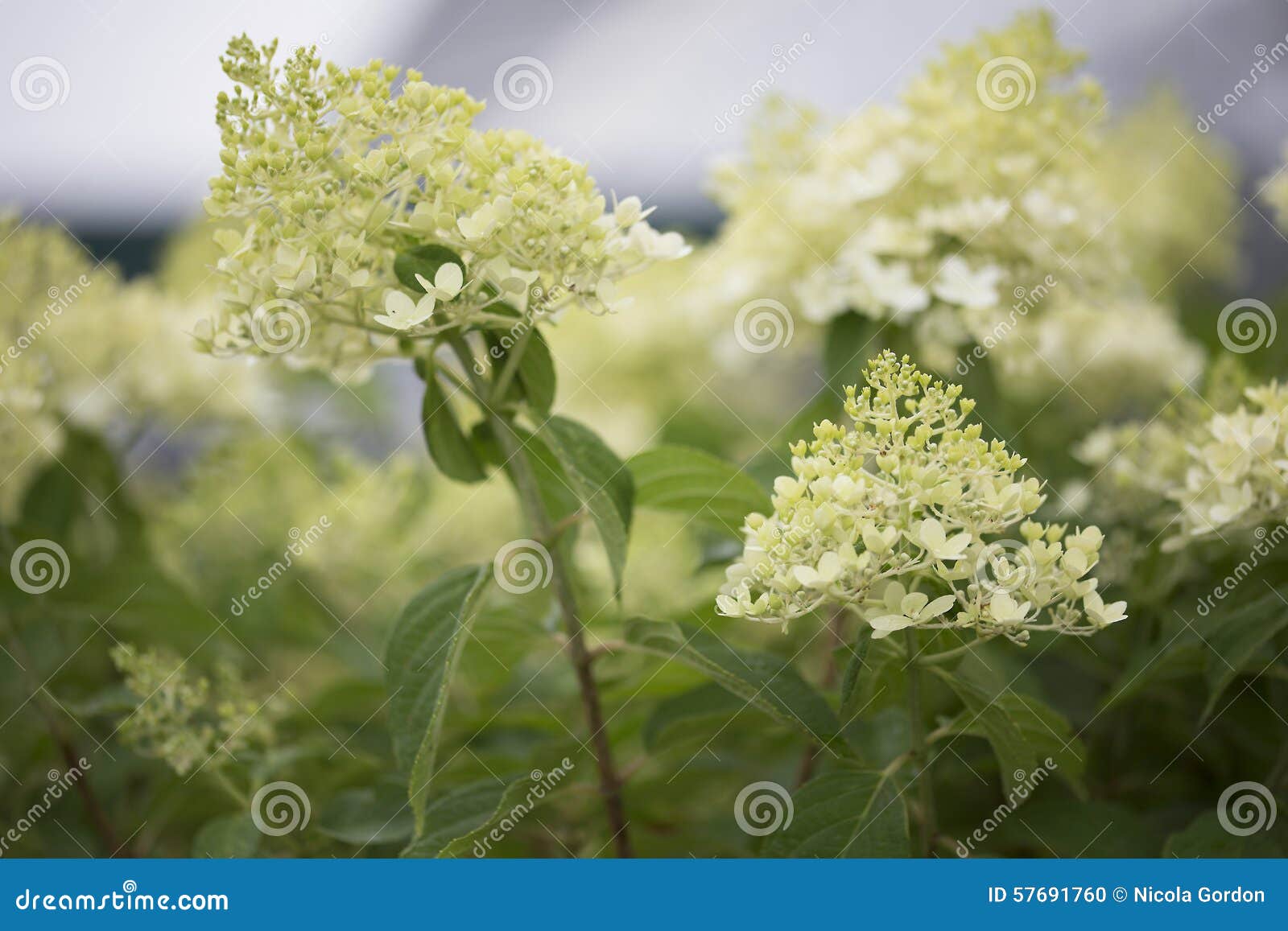 Hydrangea - Limelight stock photo. Image of blooms, nature - 57691760