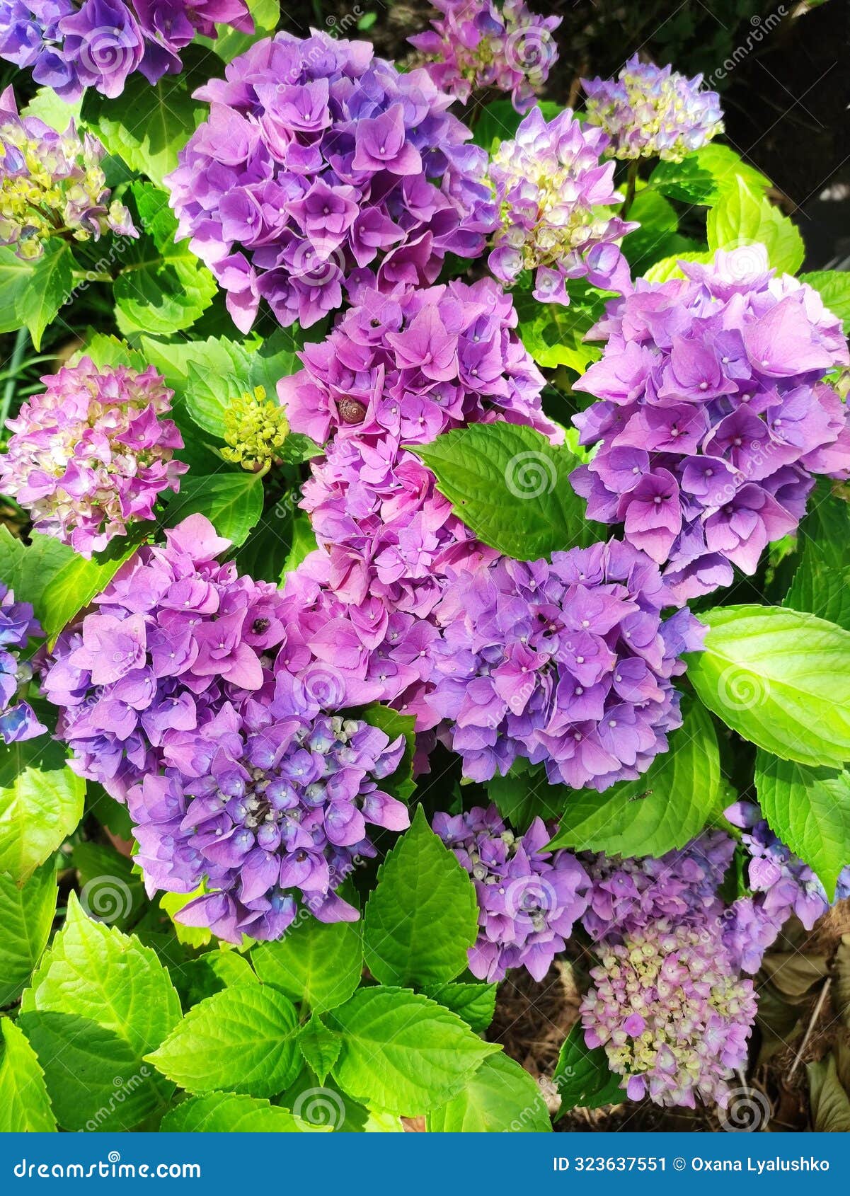Hydrangea Mackrophyla, Purple Pink Hydrangeas Stock Image - Image of ...