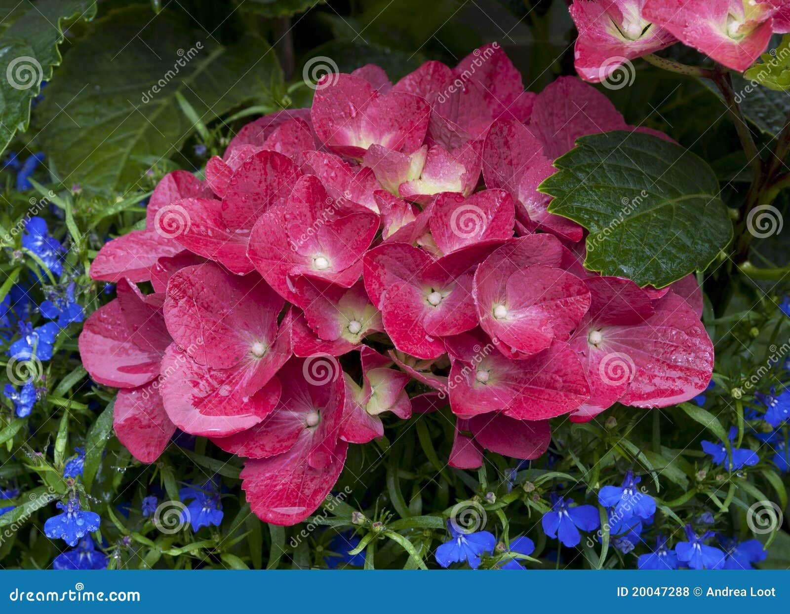 Hydrangea Macrophylla stock photo. Image of hydrangea - 20047288