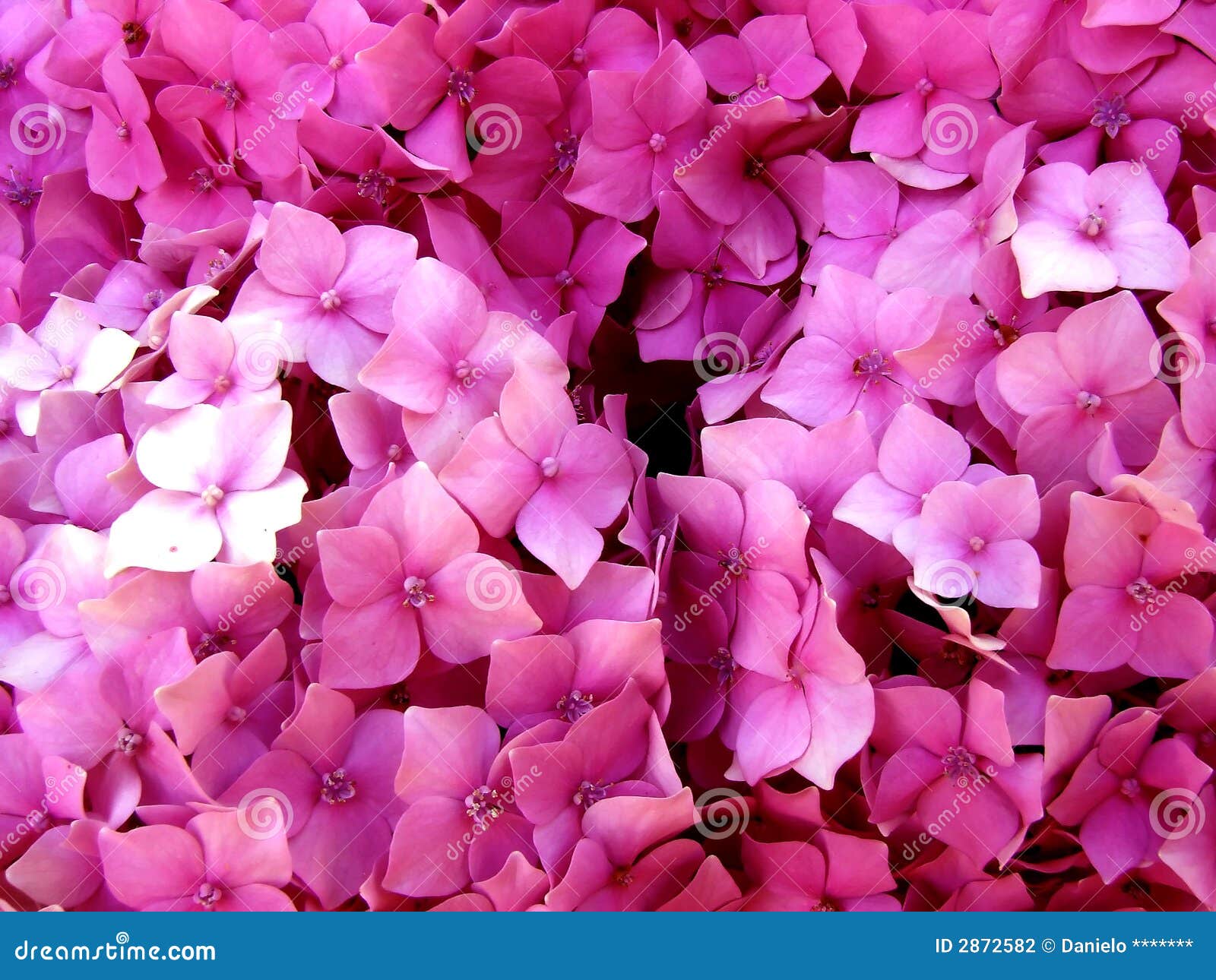 Hydrangea macrophylla stock photo. Image of bloom, petal - 2872582