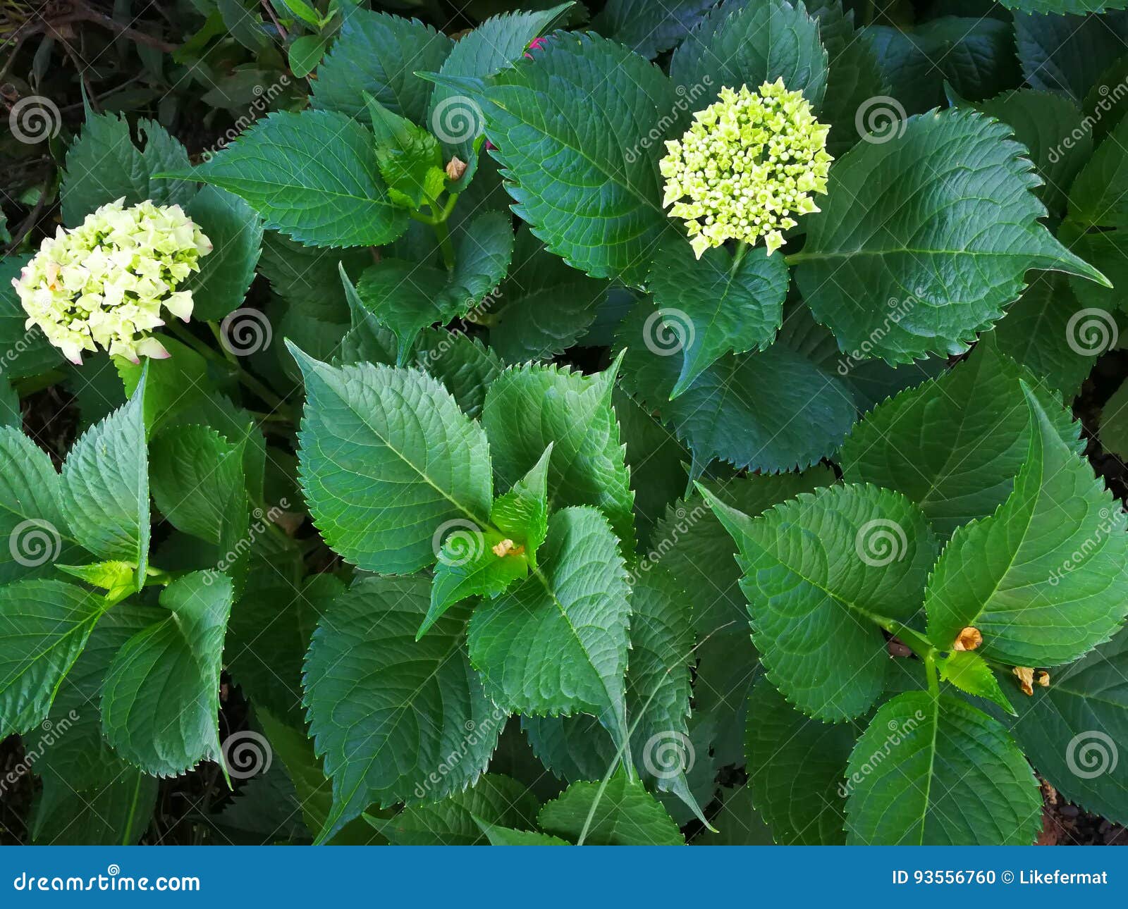 Hydrangea macrophylla stockfoto. Bild von blüte, sommer - 93556760