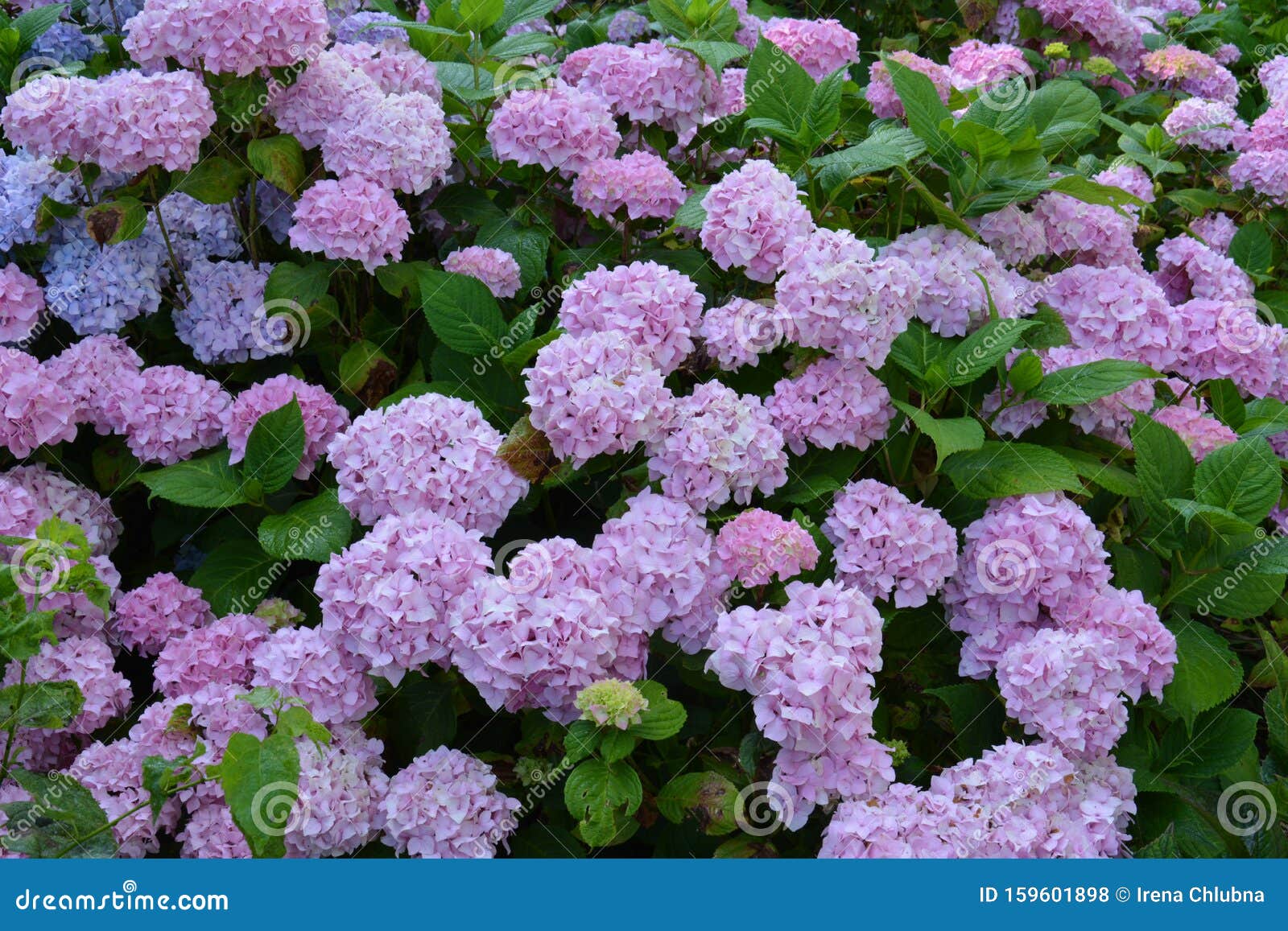 Hydrangea Macrophylla - Beau Buisson De Fleurs Hortensia Photo stock ...