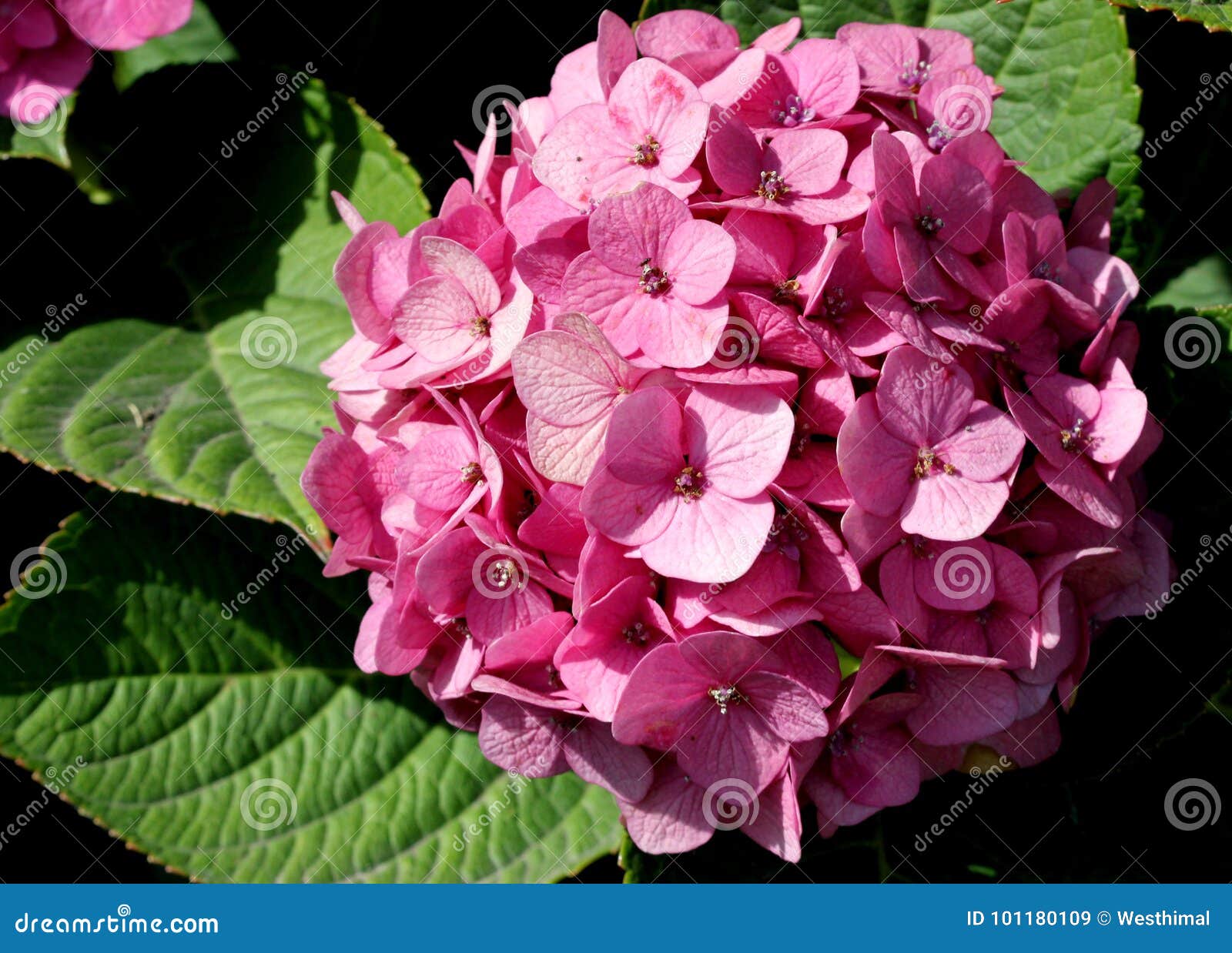 Hydrangea Macrophylla, Big Leaf Hydrangea Stock Image - Image of ...
