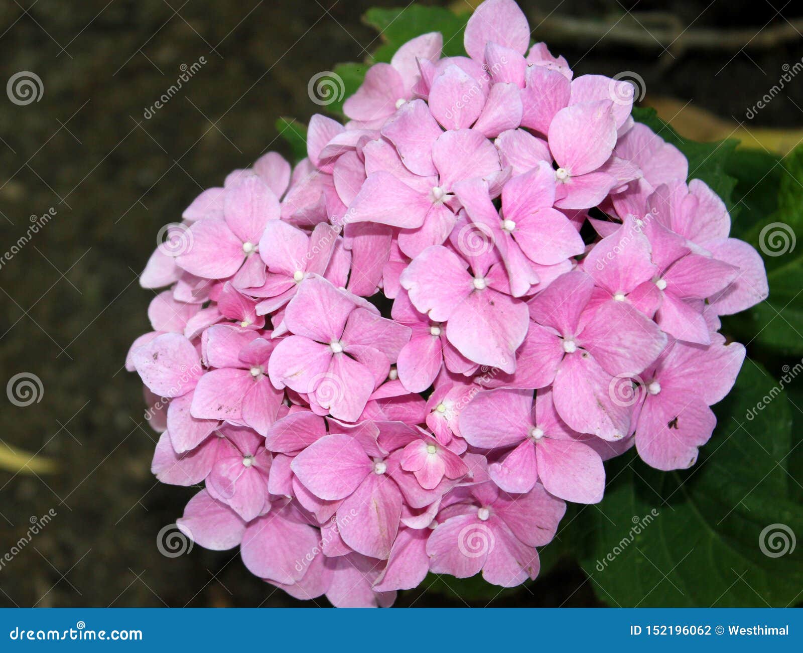Hydrangea Macrophylla, Big Leaf Hydrangea Stock Photo - Image of domed ...