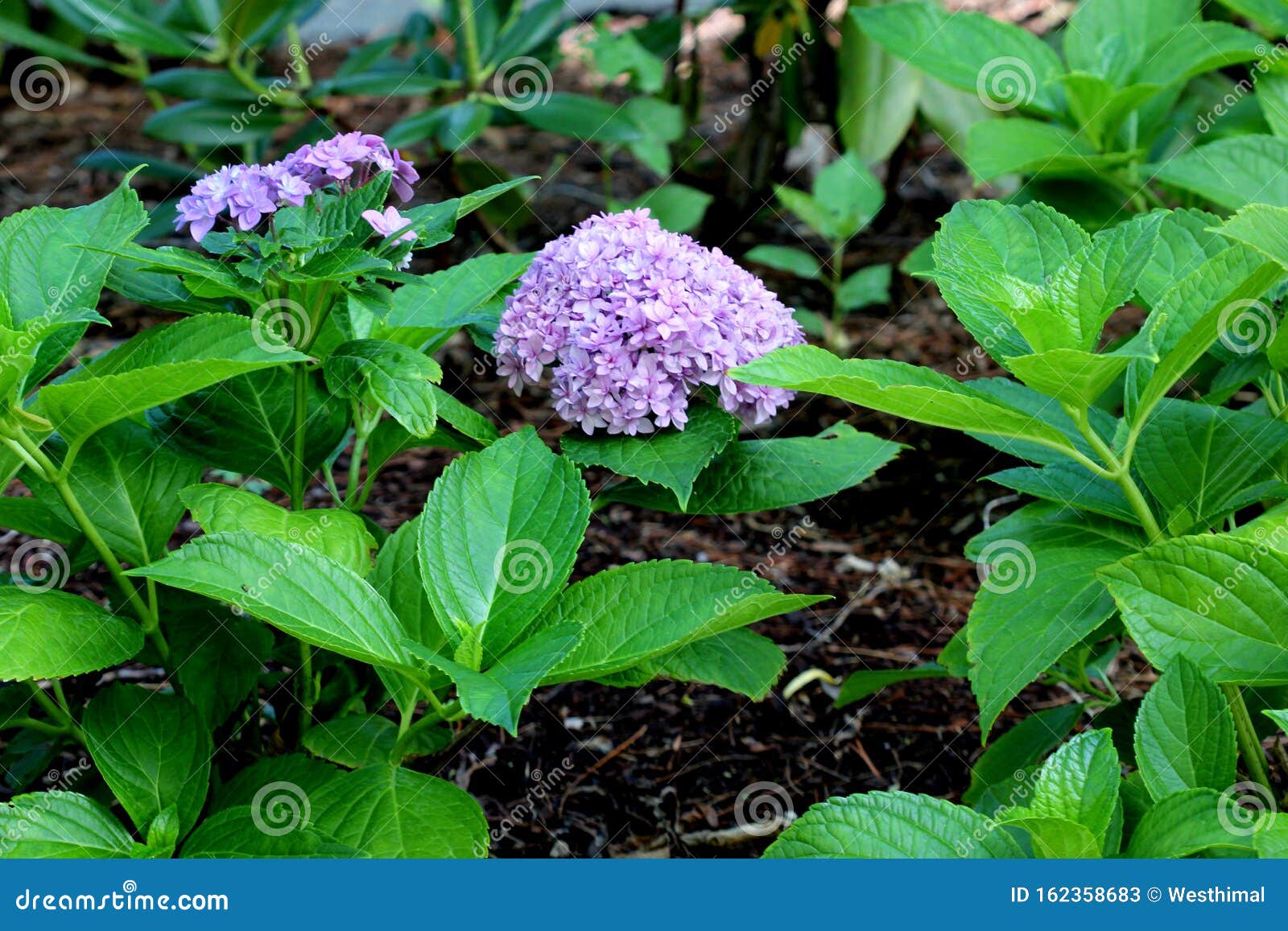 Hydrangea Macrophylla, Big Leaf Hydrangea Stock Image - Image of colors ...