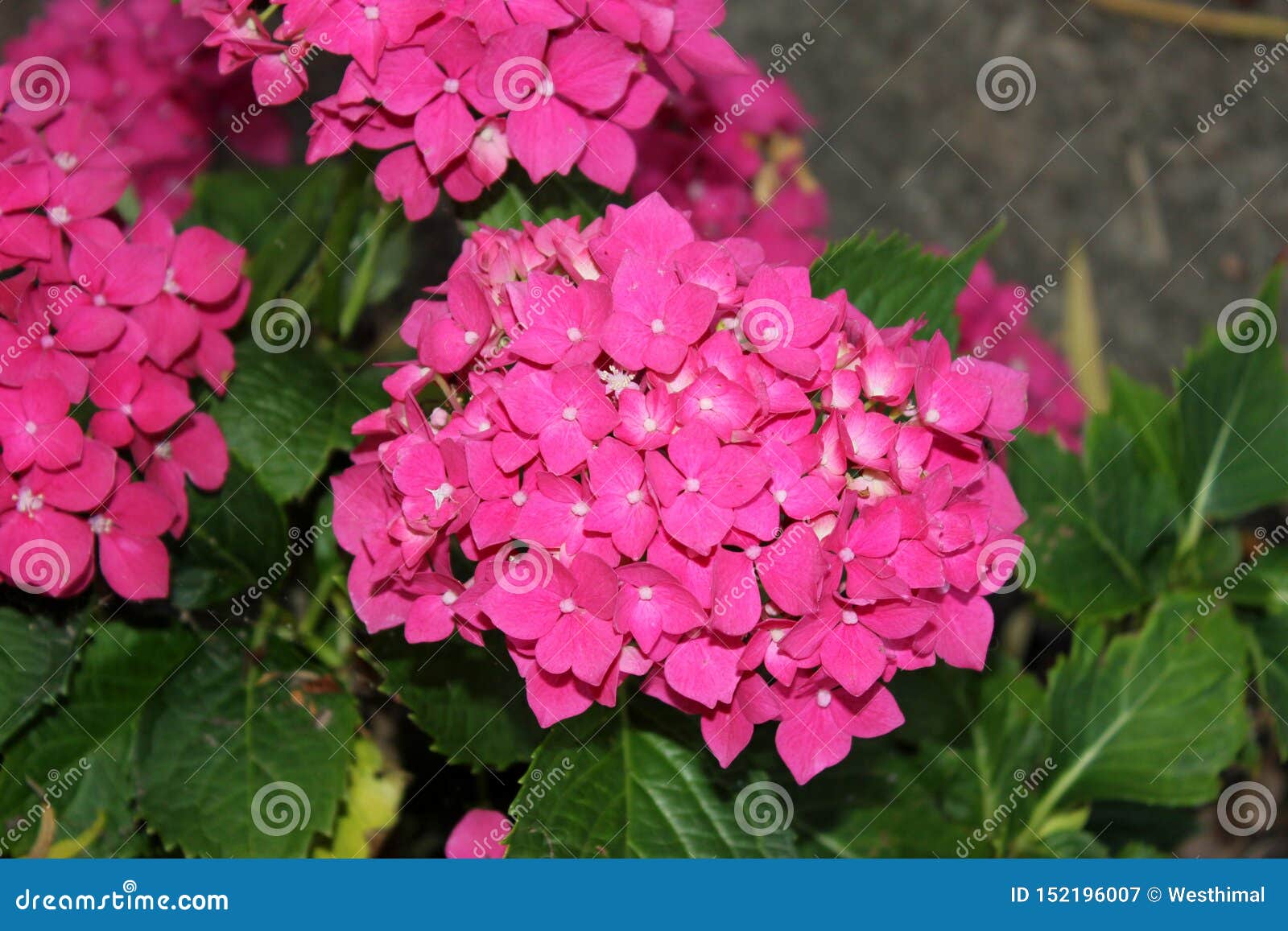 Hydrangea Macrophylla, Big Leaf Hydrangea Stock Image - Image of ...