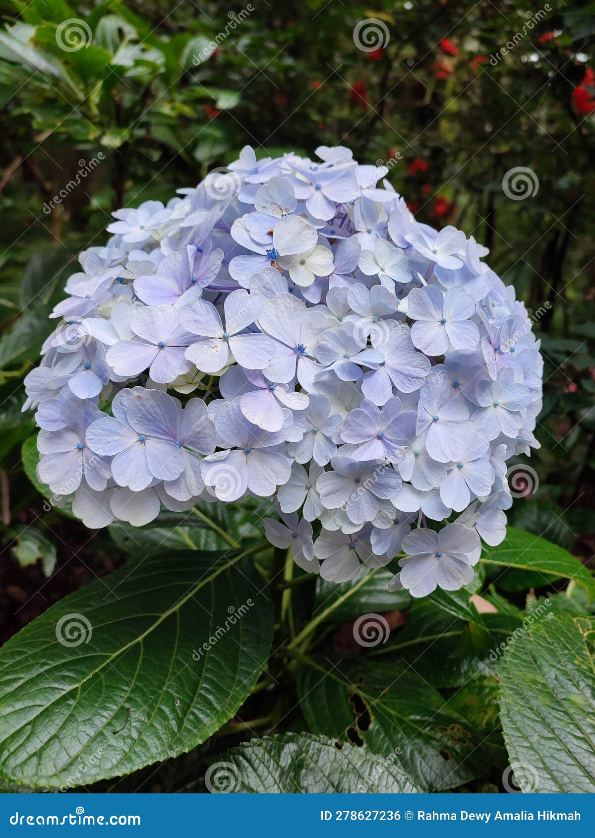 Hydrangea Macrophylla or Bokor Flower in Mount Lawu Indonesia. Stock ...