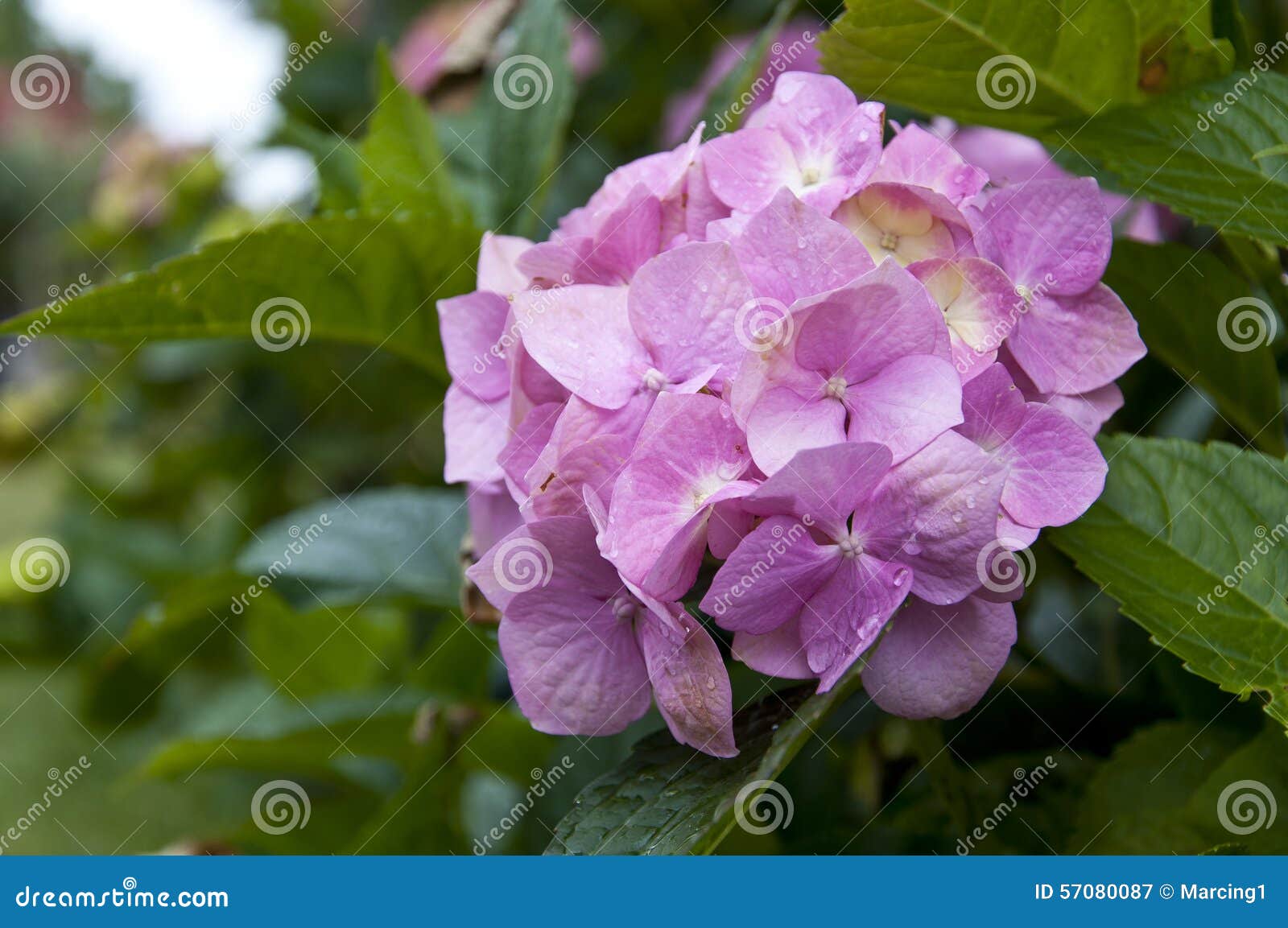 Hydrangea Macrophylla Closeup Stock Image - Image of closeup ...